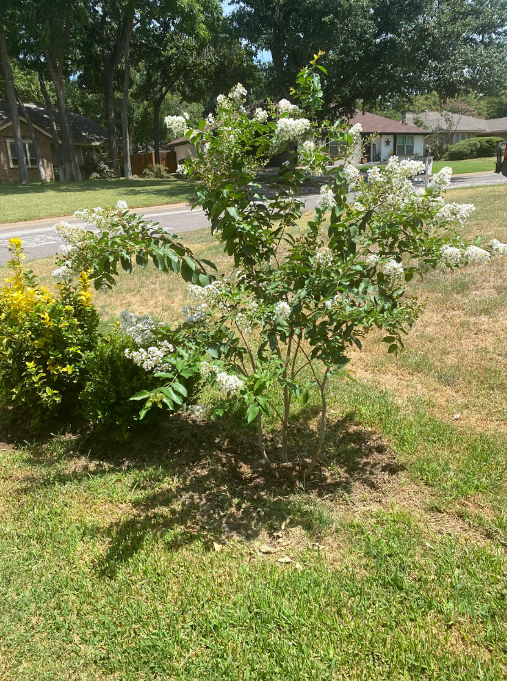 Crape Myrtle Natchez White Flower | Eureka Farms