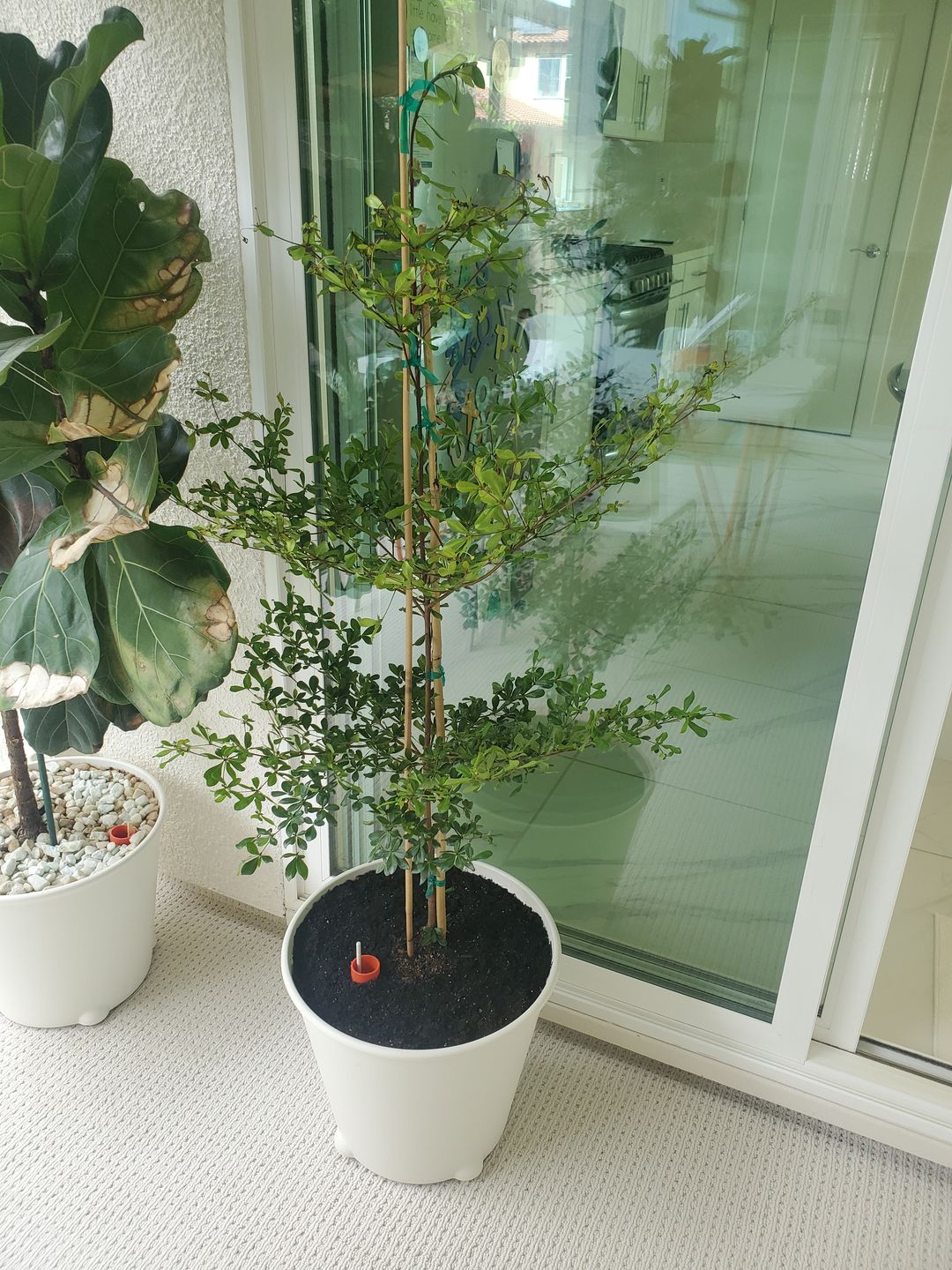 Buy Our Shady Lady, Bucida Buceras, Black Olive – Eureka Farms