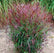 Shenandoah Red Switch Grass | Buy 9 and Save More – Eureka Farms
