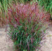 Shenandoah Red Switch Grass | Buy 9 and Save More – Eureka Farms