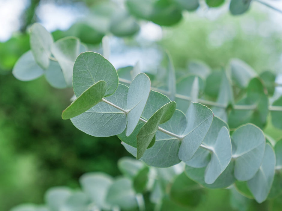 Eucalyptus Trees - Buy Eucalyptus Trees Online | Eureka Farms