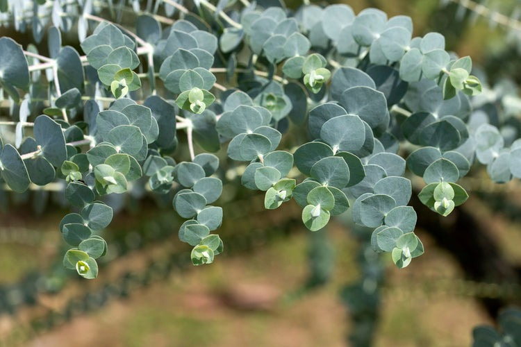 Silver Dollar Eucalyptus Tree – Eureka Farms