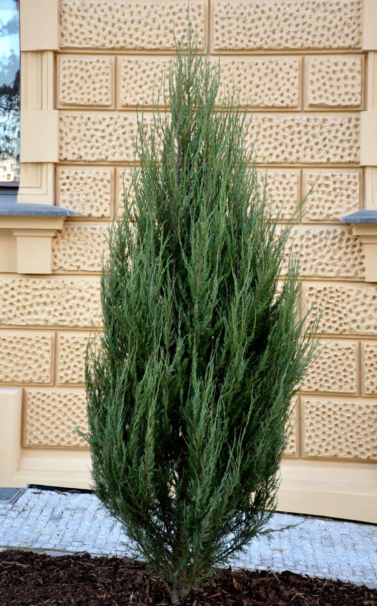 Shop Our Collection of Juniper Trees | Eureka Farms