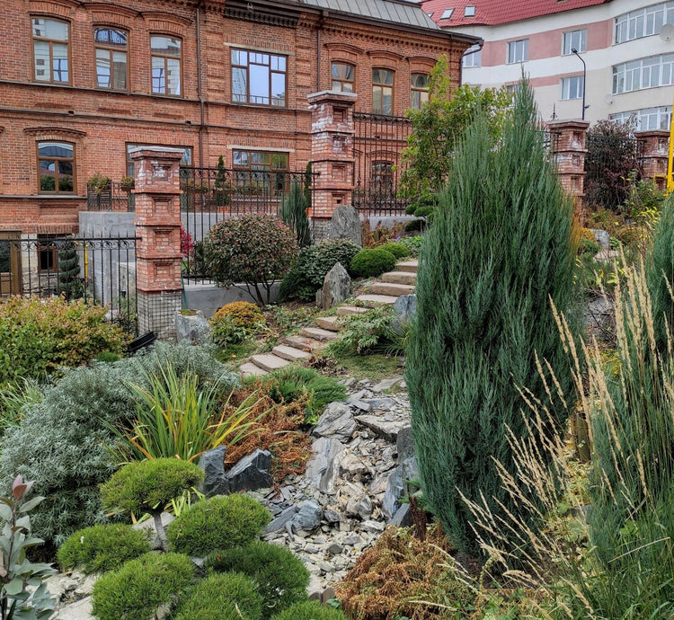 Shop Our Collection of Juniper Trees | Eureka Farms