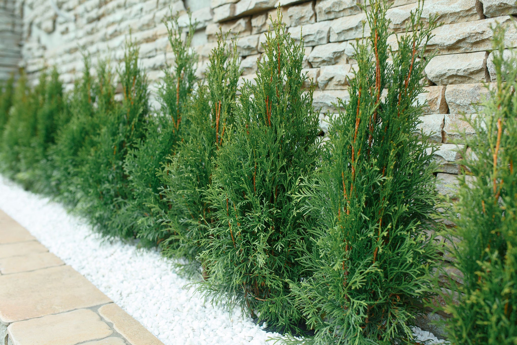 Spartan Juniper Tree, Fast Growing Tree – Eureka Farms