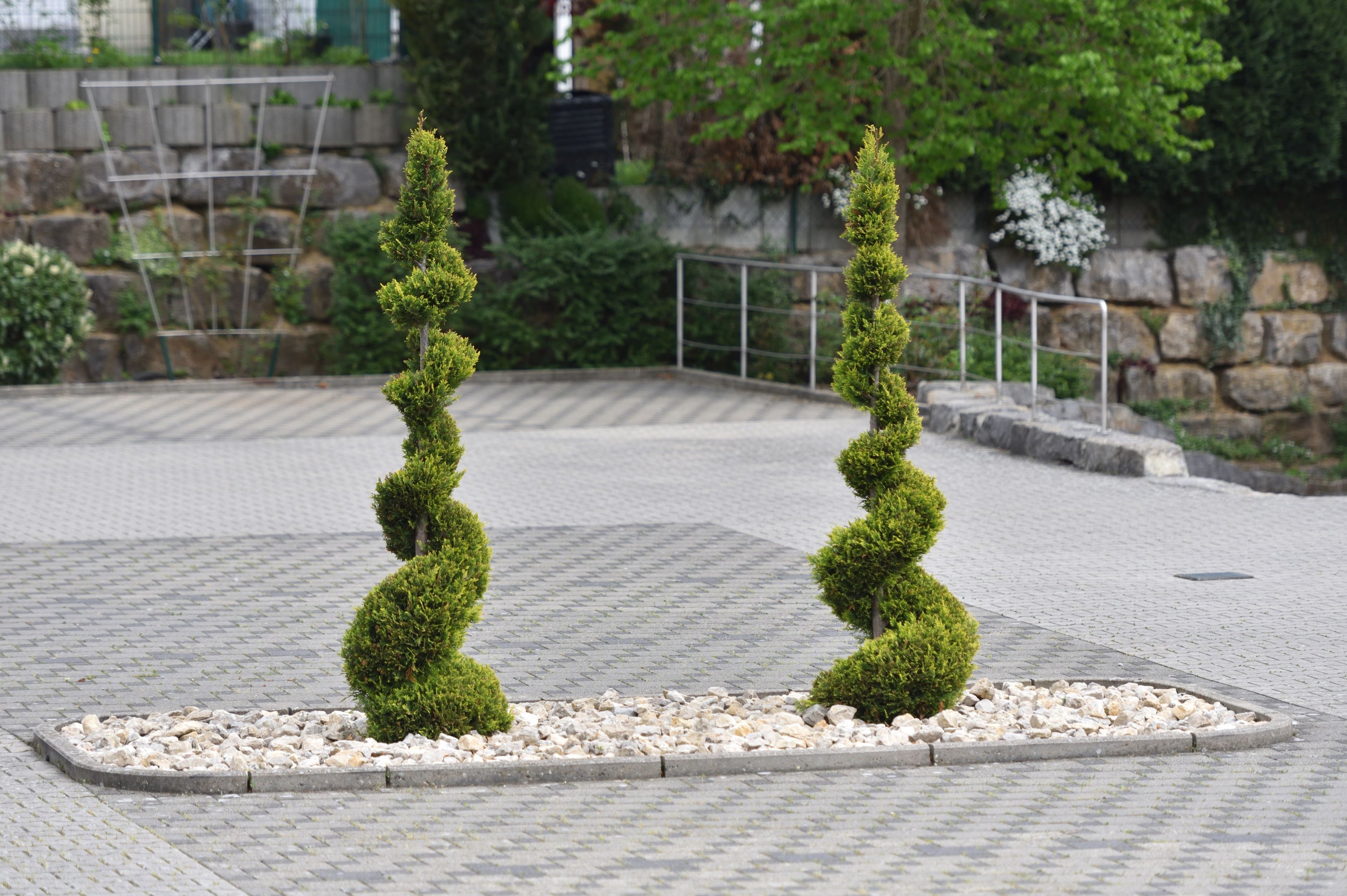 Explore Topiary Spiral Spartan Juniper | Eureka Farms