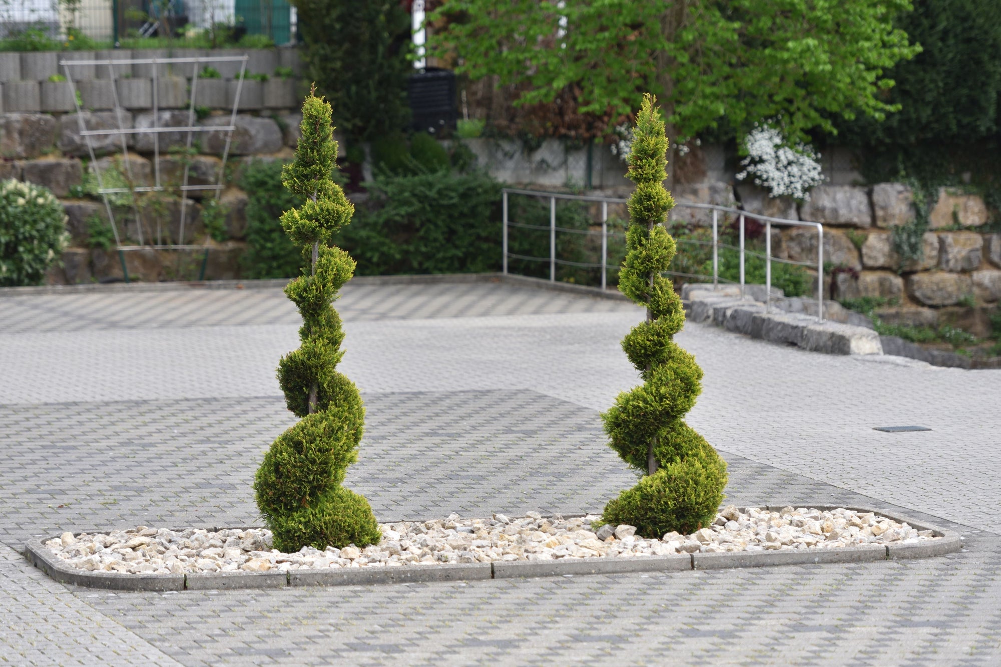 Topiary Spiral Brodie Eastern Red Cedar Juniper | Eureka Farms