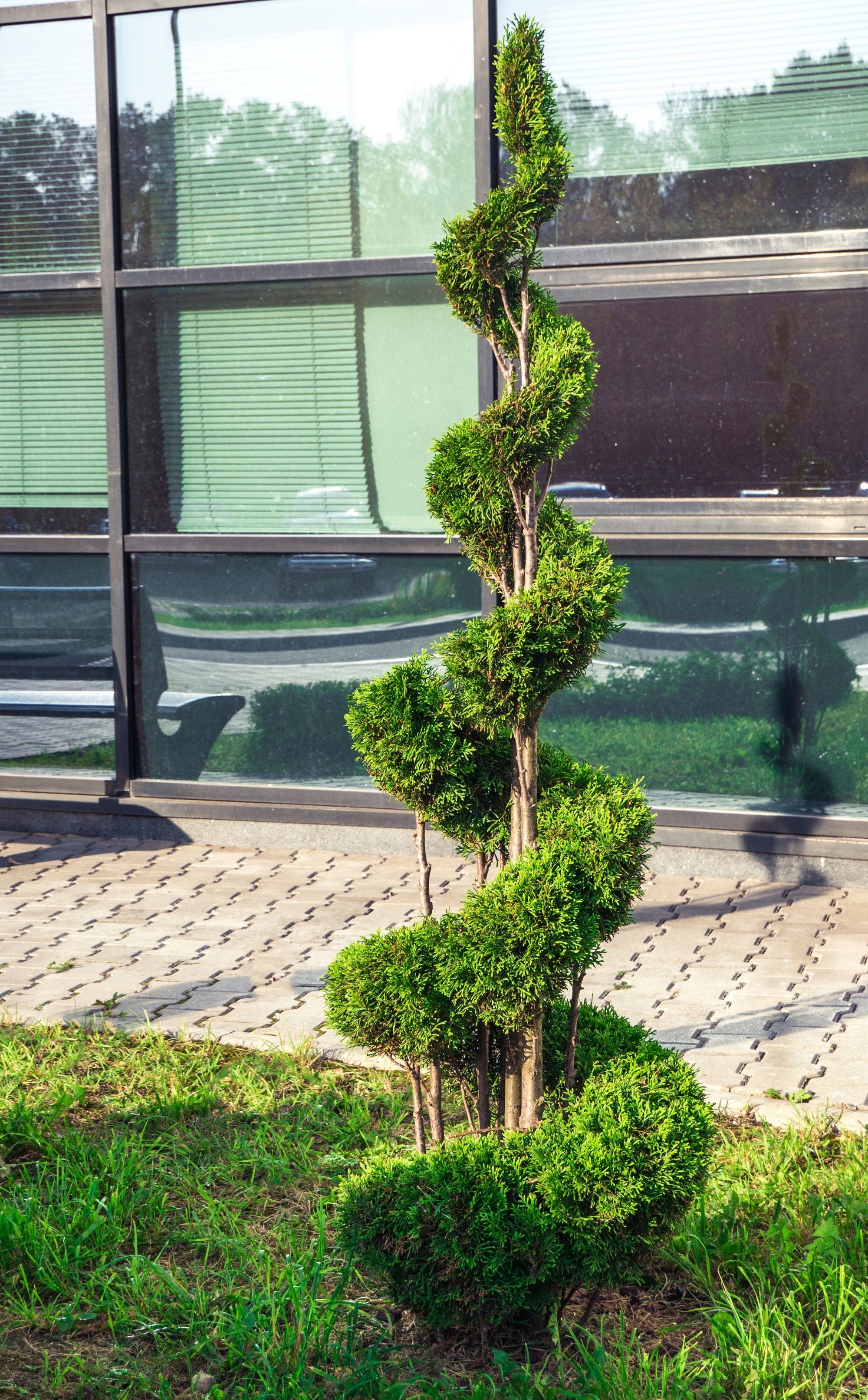 Topiary Spiral Brodie Eastern Red Cedar Juniper | Eureka Farms