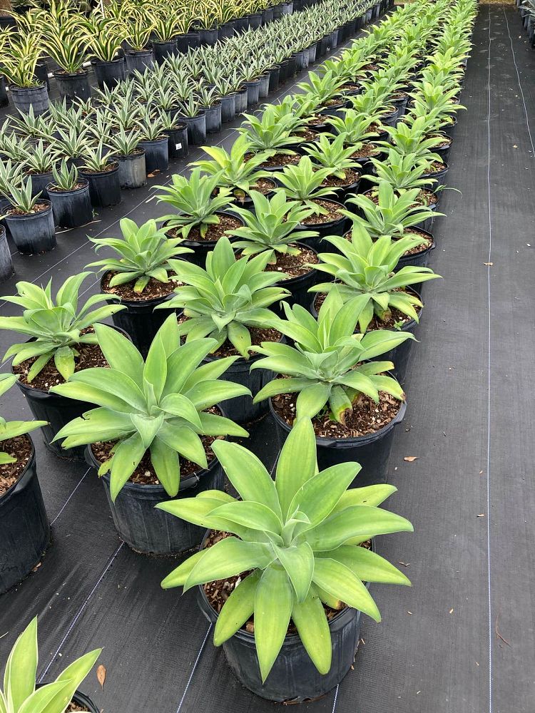 Agave Blue Flame, Blue Glow Foxtail – Eureka Farms