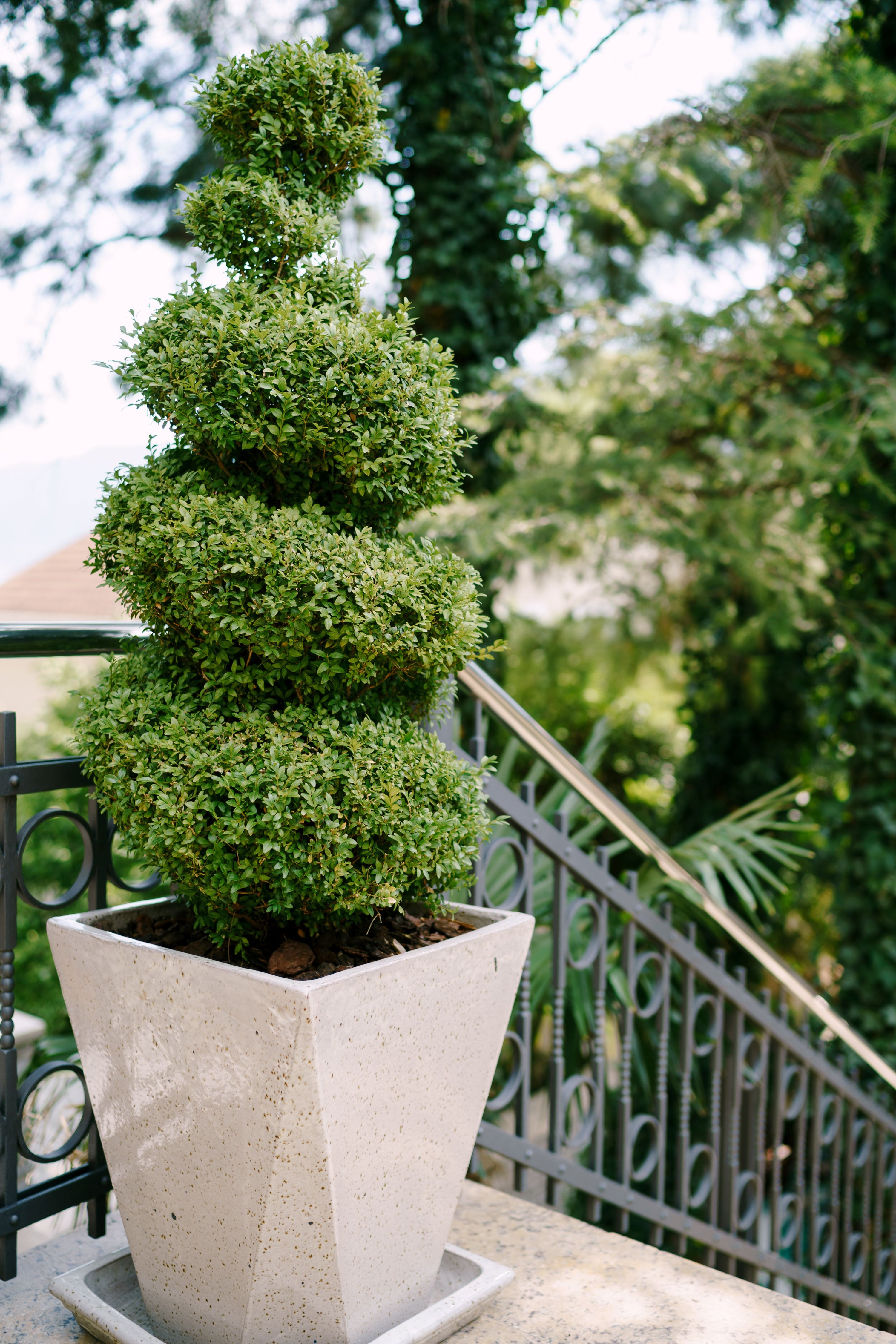 Buy Topiary Spiral Japanese Blueberry Tree | Eureka Farms