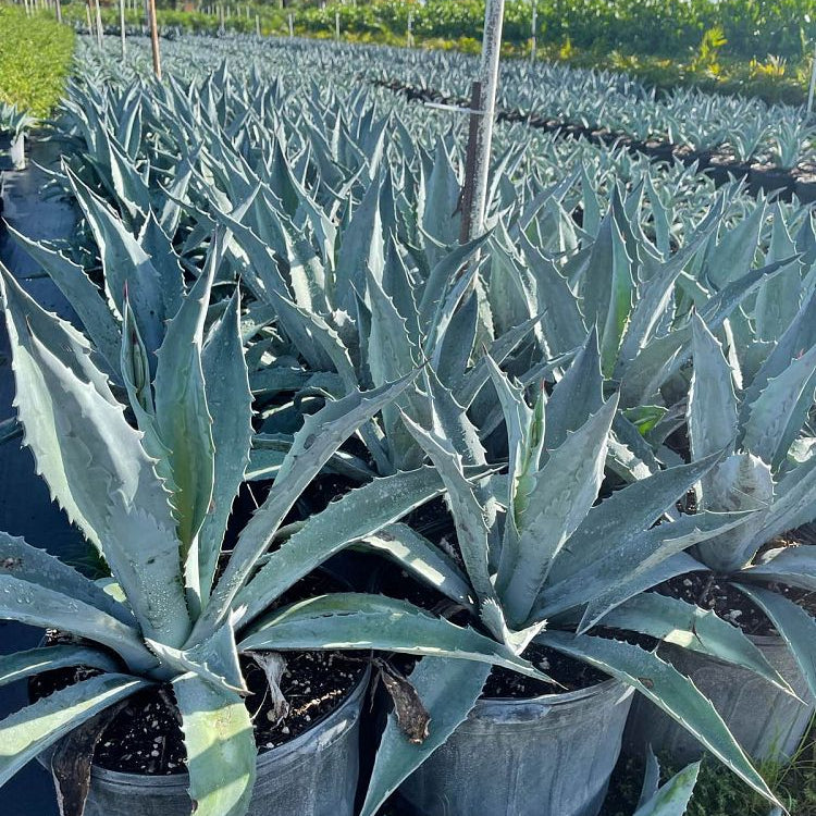 Super Blue Agave Americana, Century Plant | Eureka Farms