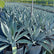 Super Blue Agave Americana, Century Plant | Eureka Farms
