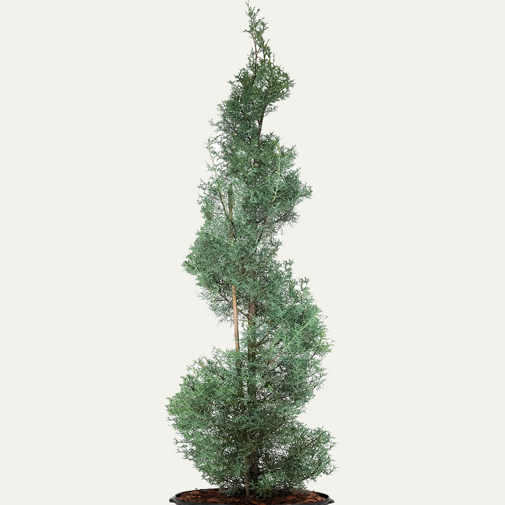 Live Tropical Plants For Home, Patio & Landscape | Eureka Farms