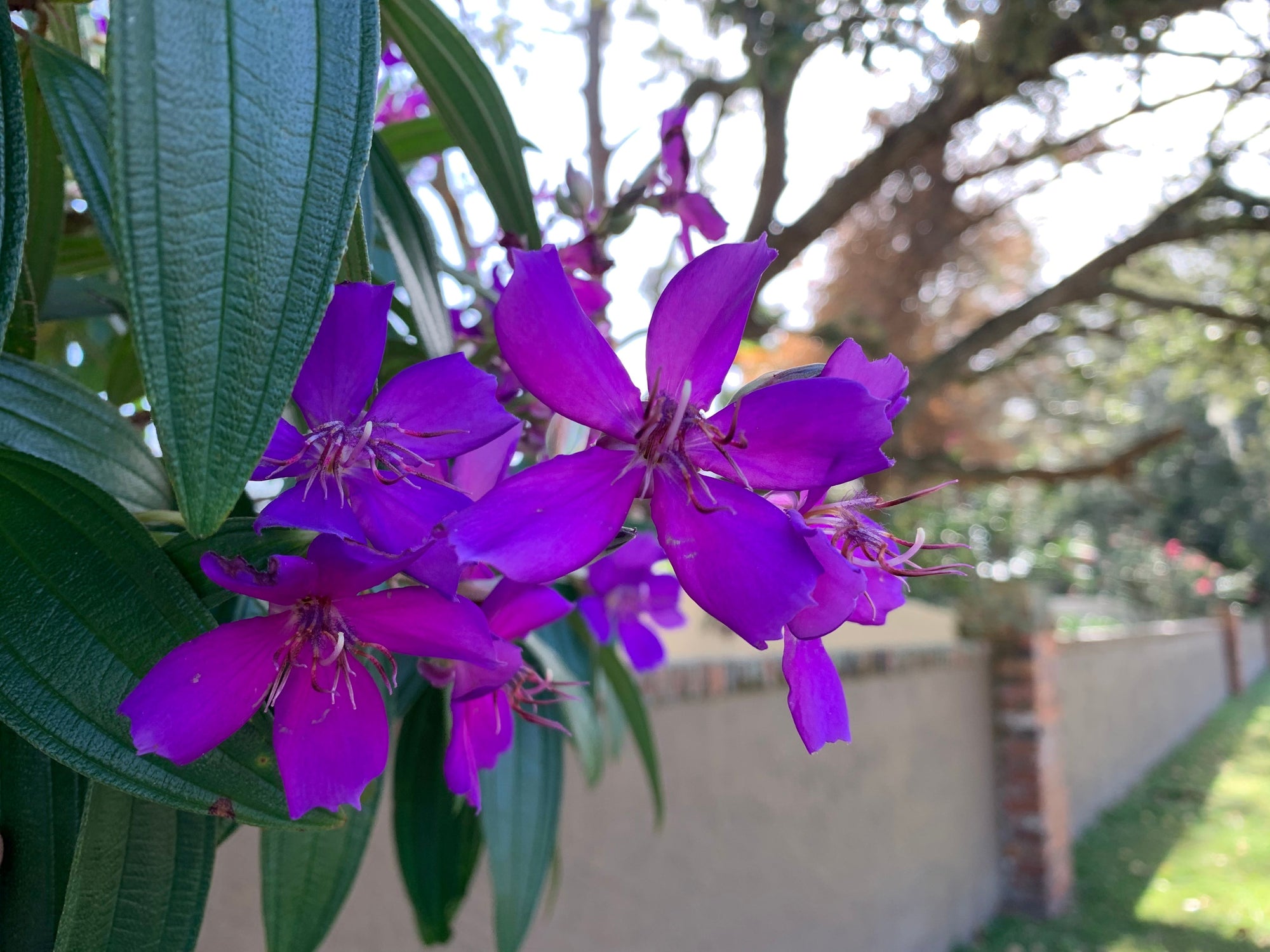 Purple Glory Flowering Tree Tibouchina – Eureka Farms