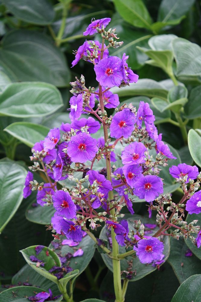 Tibouchina Grandifolia Large Leaf Princess Flowering Tree – Eureka Farms