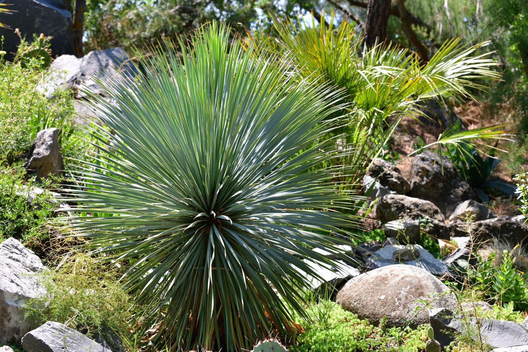 Yucca Rostrata Beaked Yucca, Desert Jewel Palm – Eureka Farms