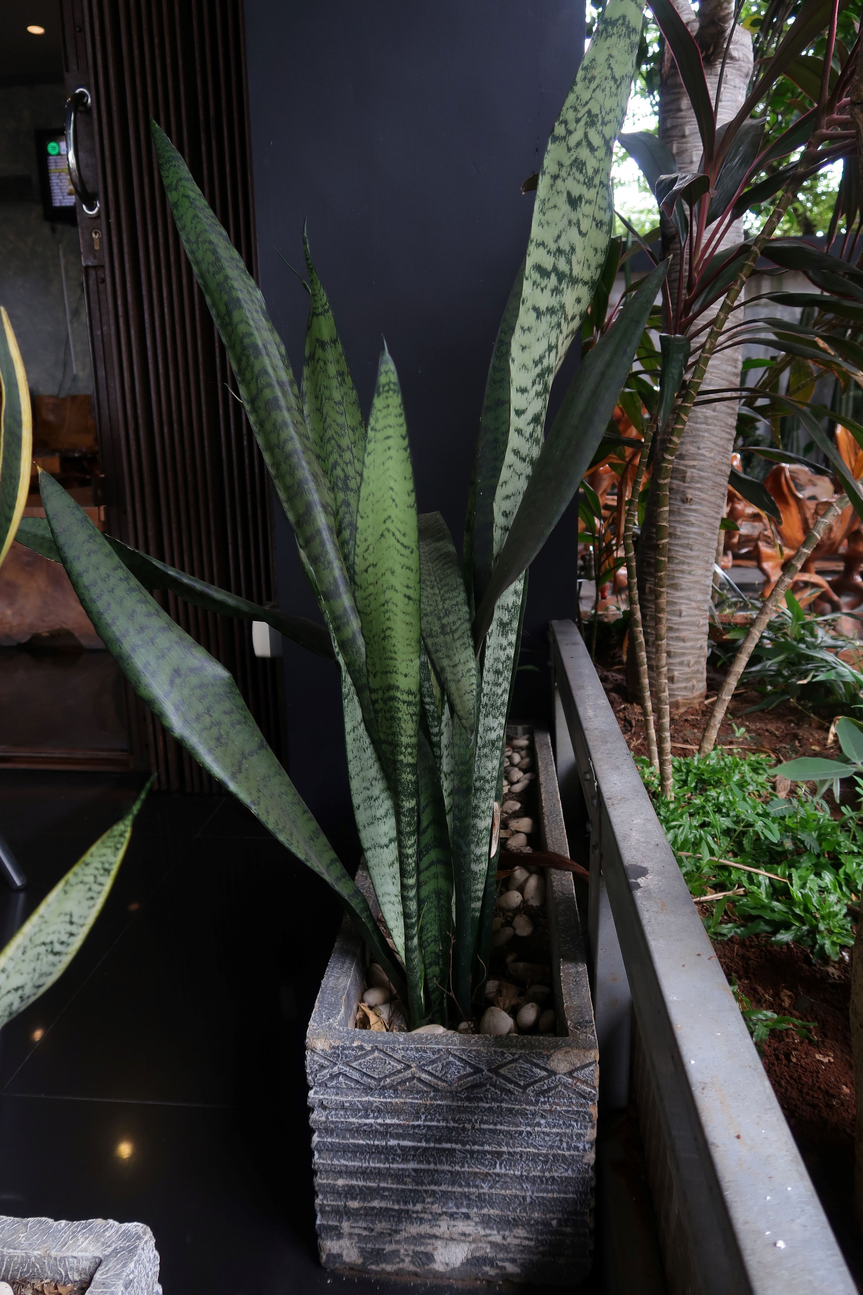 Buy Sansevieria Zeylanica, Snake Plants | Eureka Farms