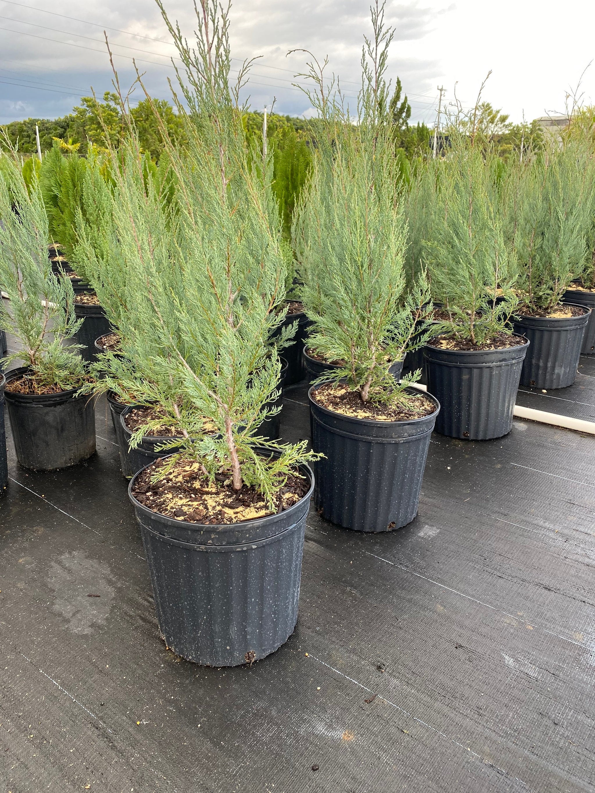 Blue Arrow Rocky Mountain Juniper – Eureka Farms