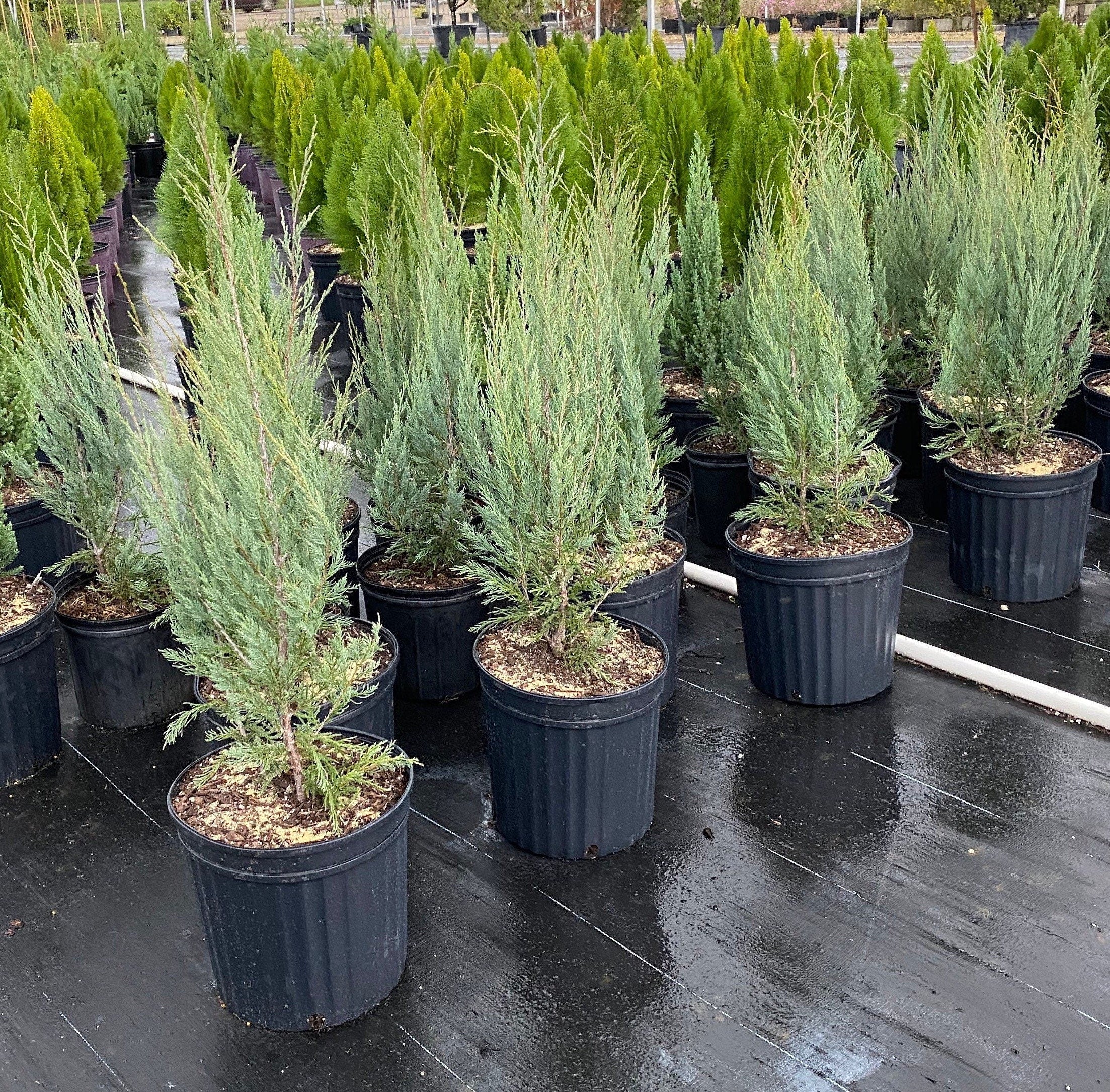 Blue Arrow Rocky Mountain Juniper – Eureka Farms