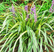 Liriope Muscari Variegated, Monkey Grass | Eureka Farms