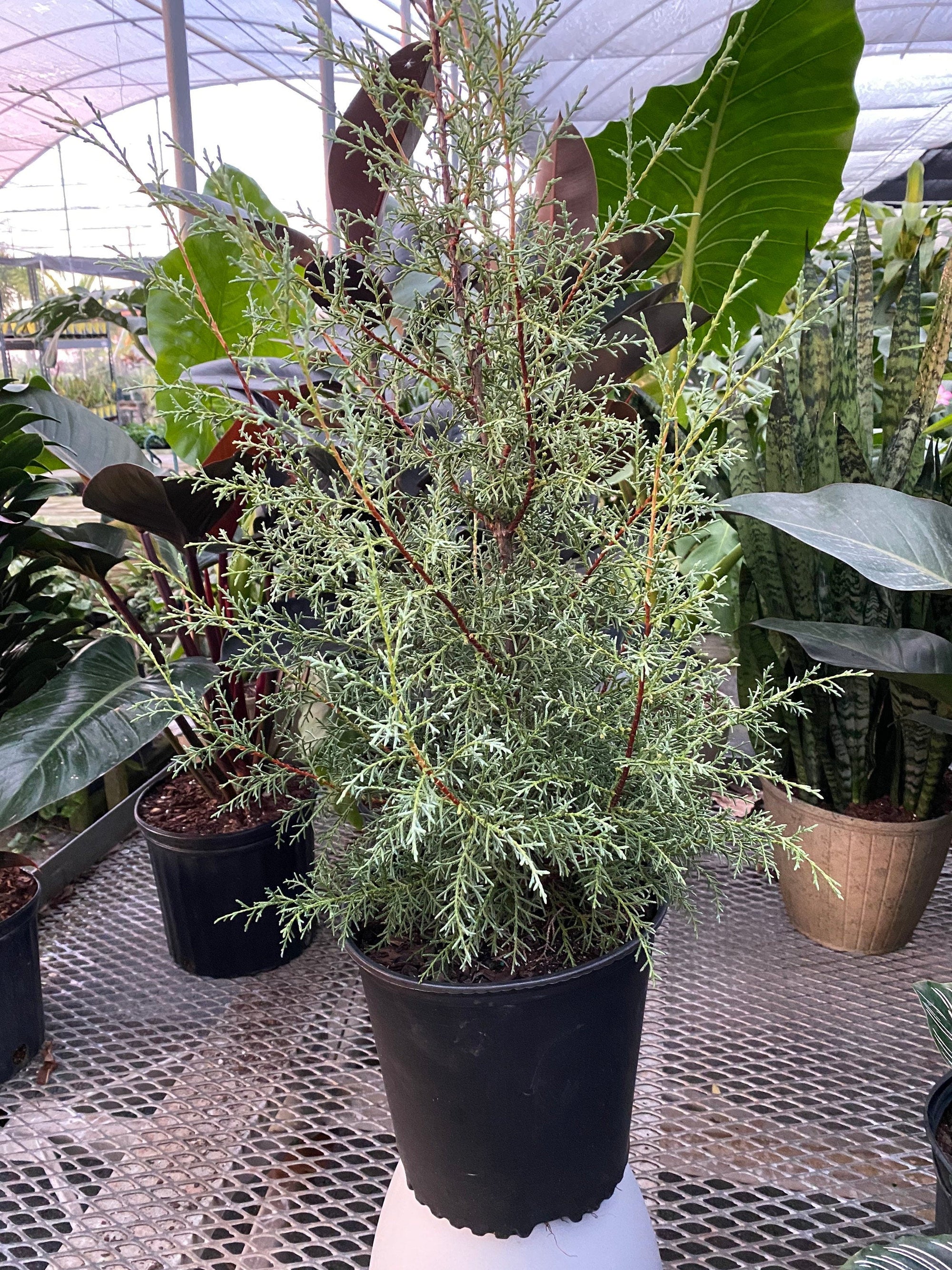 Blue Ice Arizona Cypress – Eureka Farms