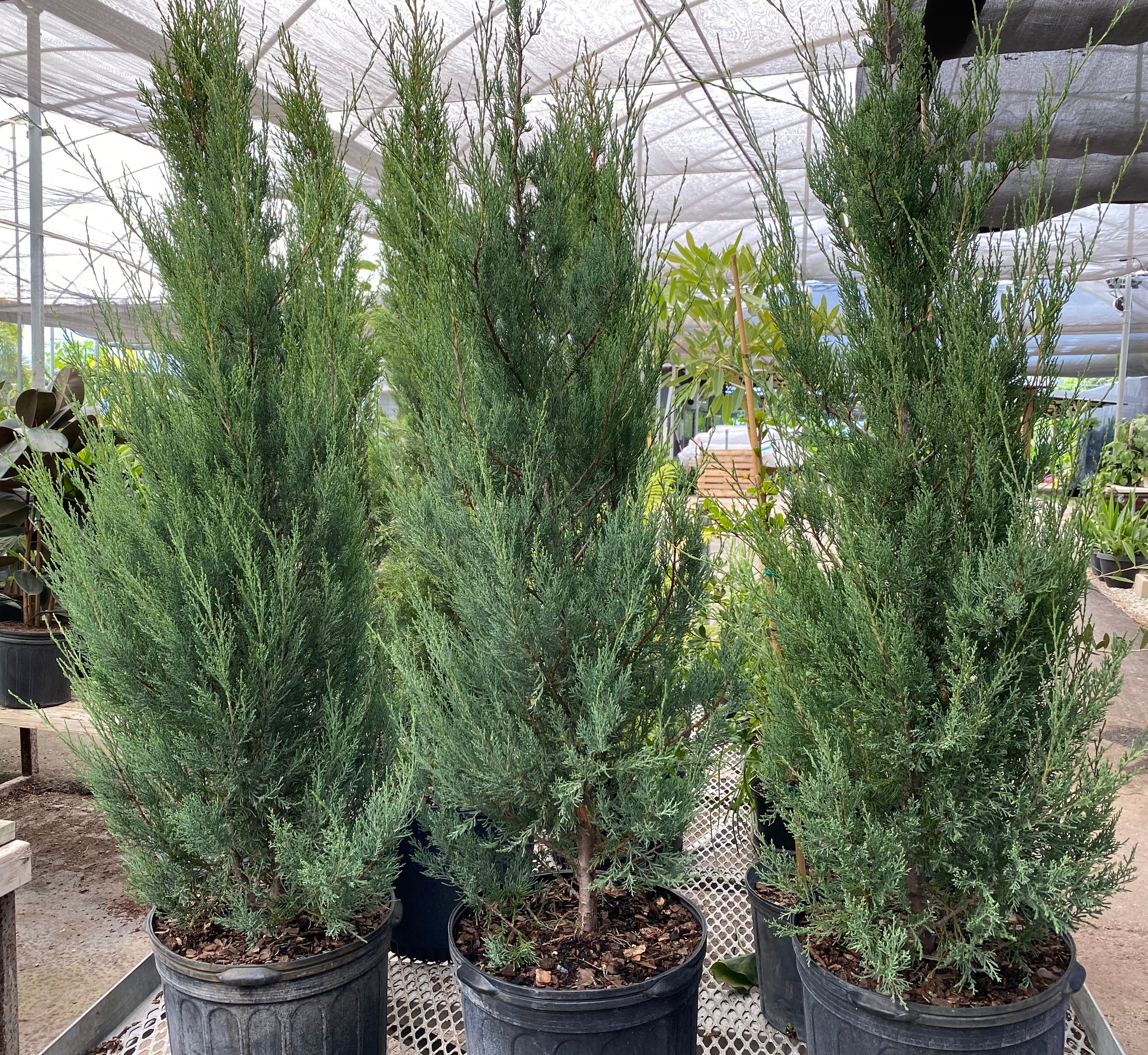 Skyrocket Juniper Tree Rocky Mountain – Eureka Farms