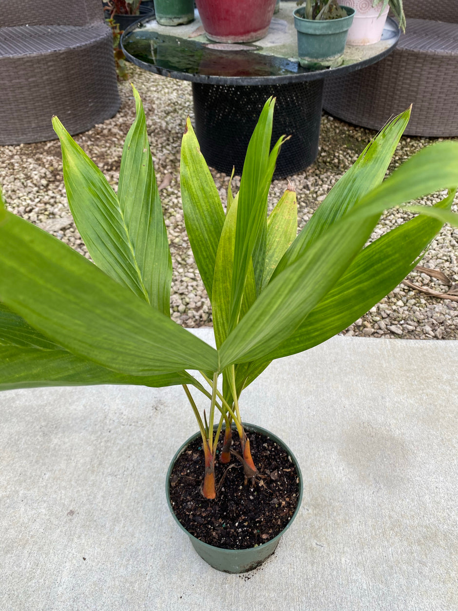 Tropical Palm Trees for Indoor, Patio or Landscape | Eureka – Eureka Farms