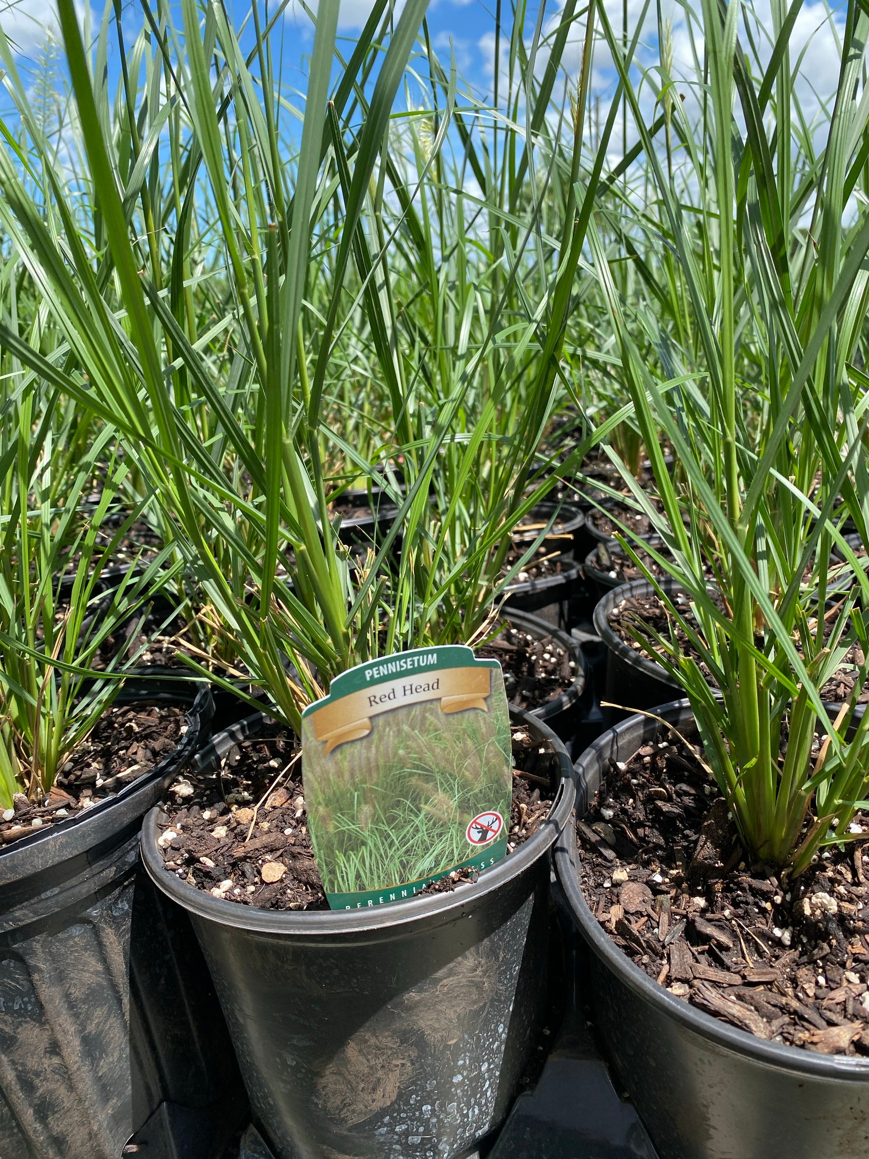 Shop Our Red Head Fountain Grass | Eureka Farms