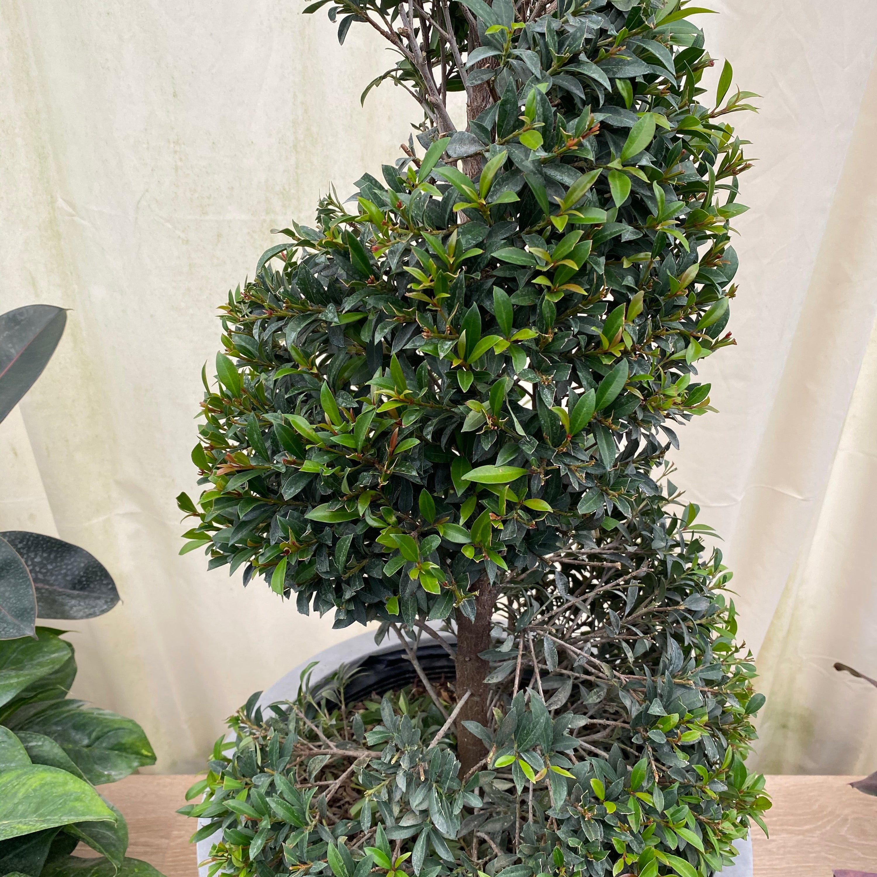 Shop Our Topiary Eugenia Spiral Tree | Eureka Farms