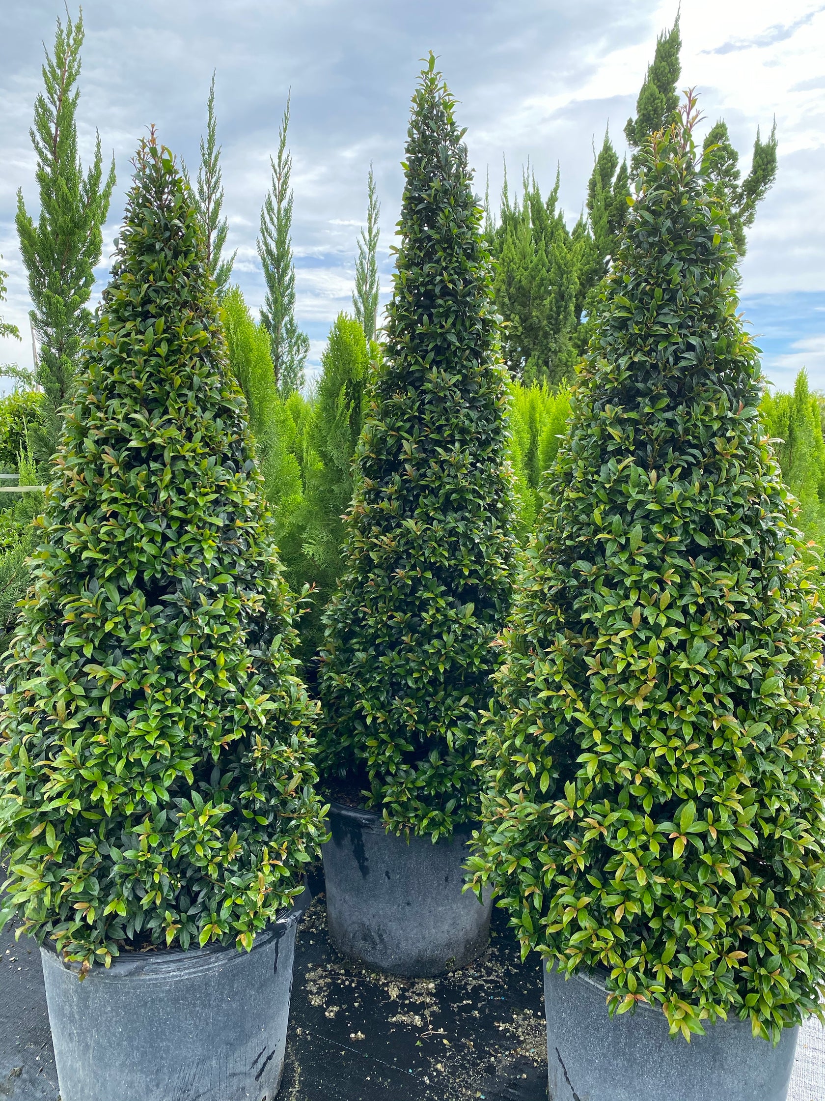 Topiary Eugenia Cone, Pyramid Tree – Eureka Farms