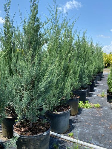 Burkii Eastern Red Cedar Juniper Tree | Buy 9pcs and SAVE – Eureka Farms