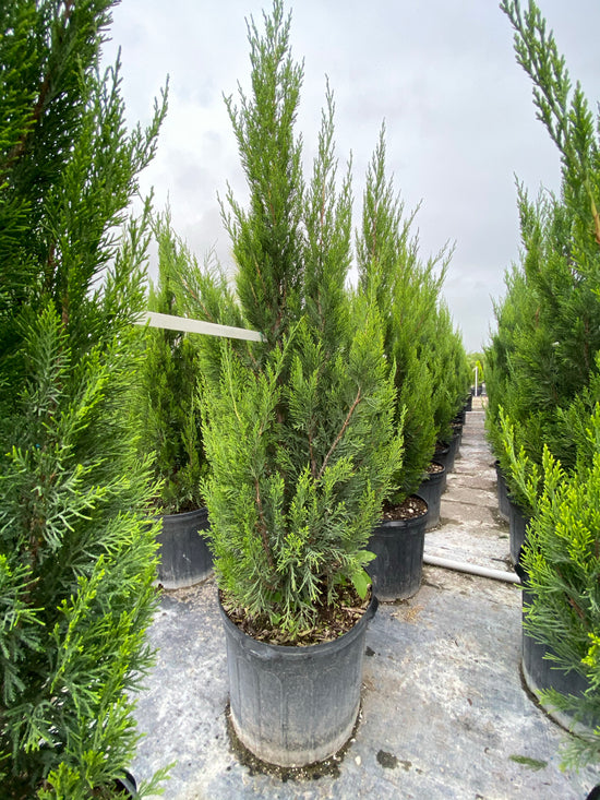 Spartan Juniper Tree, Fast Growing Tree – Eureka Farms