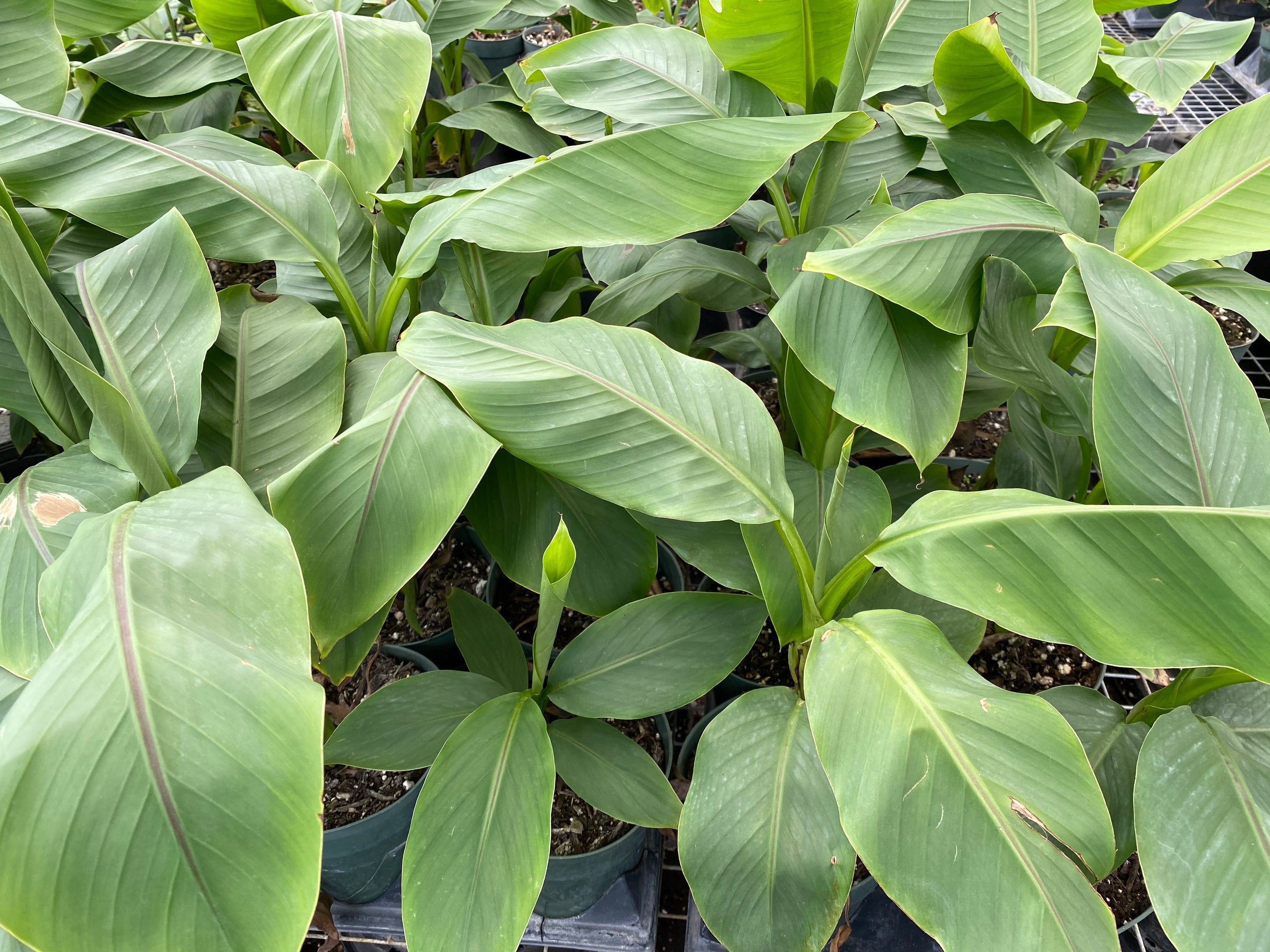 Musa Basjoo Cold Hardy Banana Fruit Tree | Eureka Farms