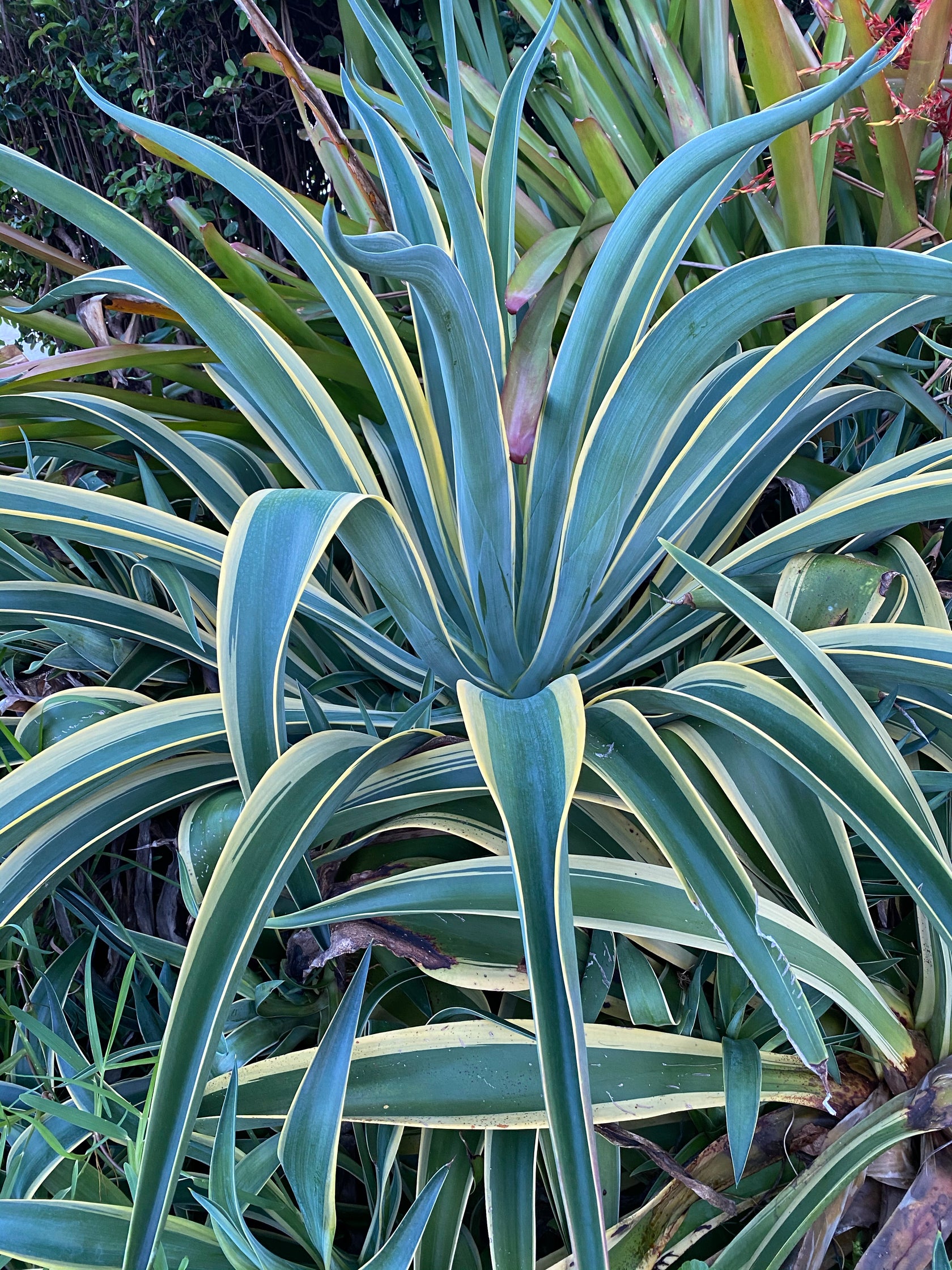 Agave Desmettiana Dwarf Century Plant – Eureka Farms