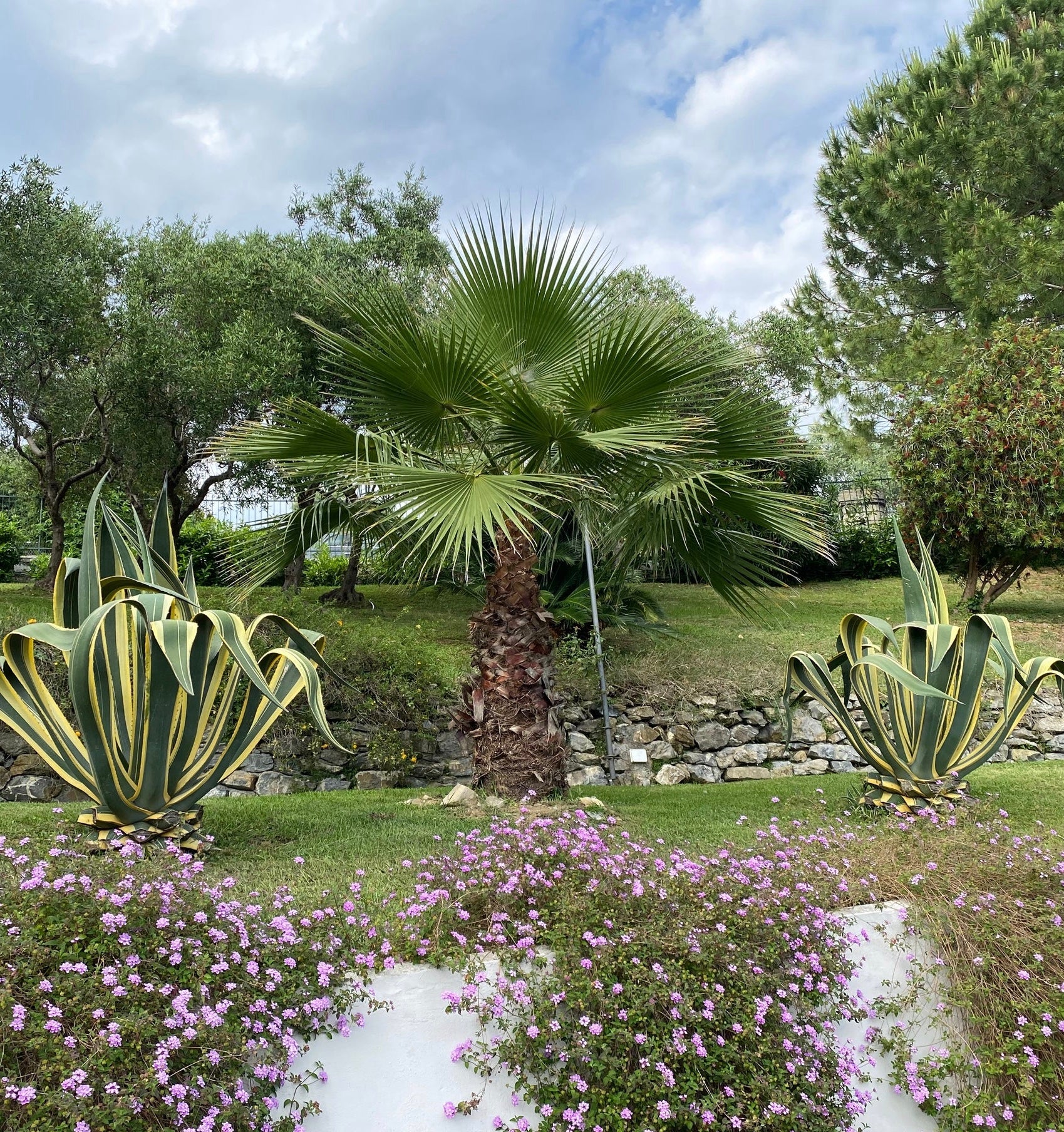 Windmill Palm Tree, Cold Hardy Fortune Palm | Eureka Farms