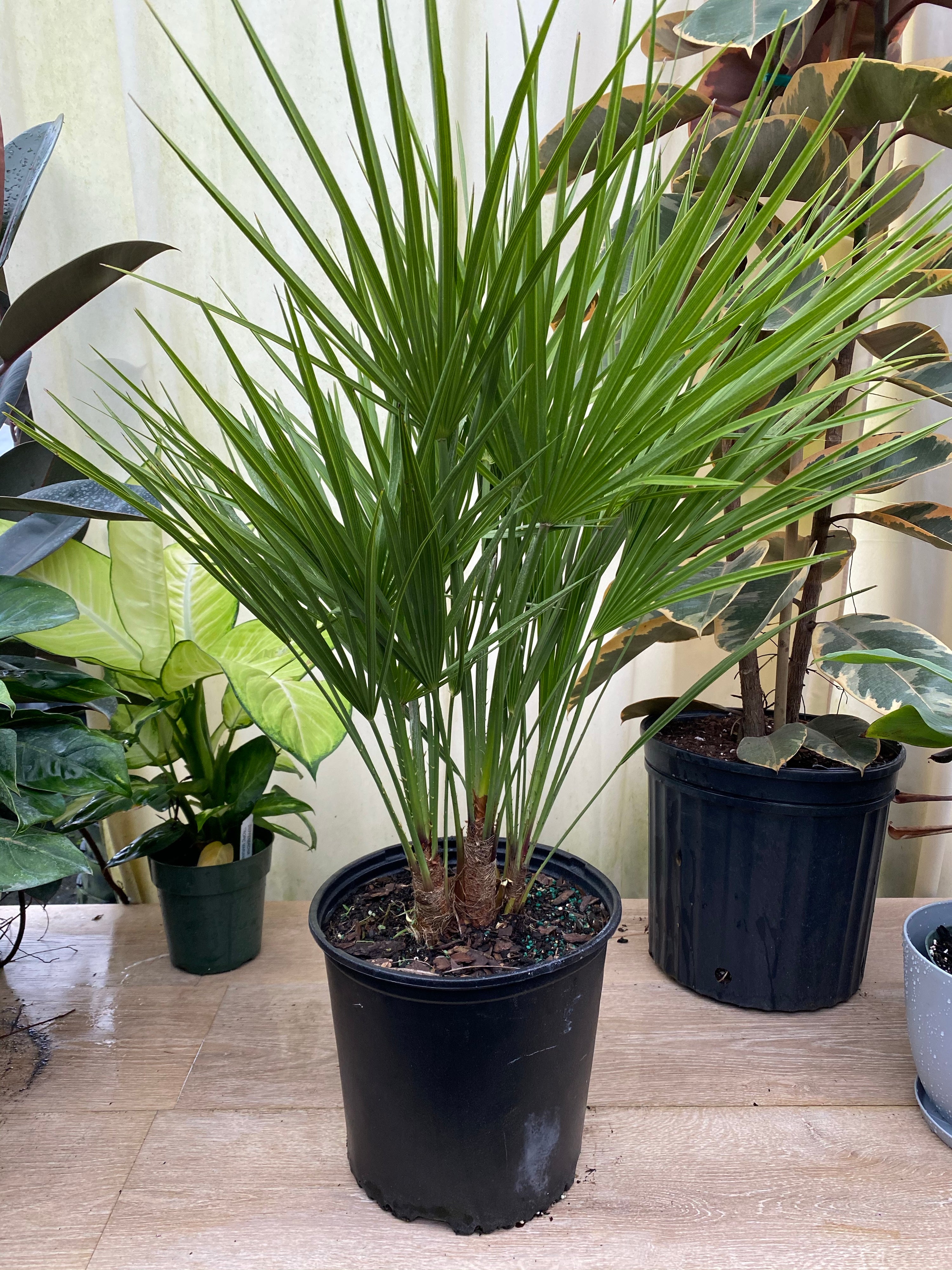European Fan Palm Multi, Mediterranean Fan Palm |Eureka Farm – Eureka Farms