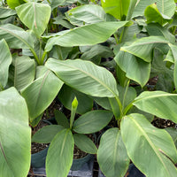 Grand Nain Musa Banana Fruit Tree – Eureka Farms