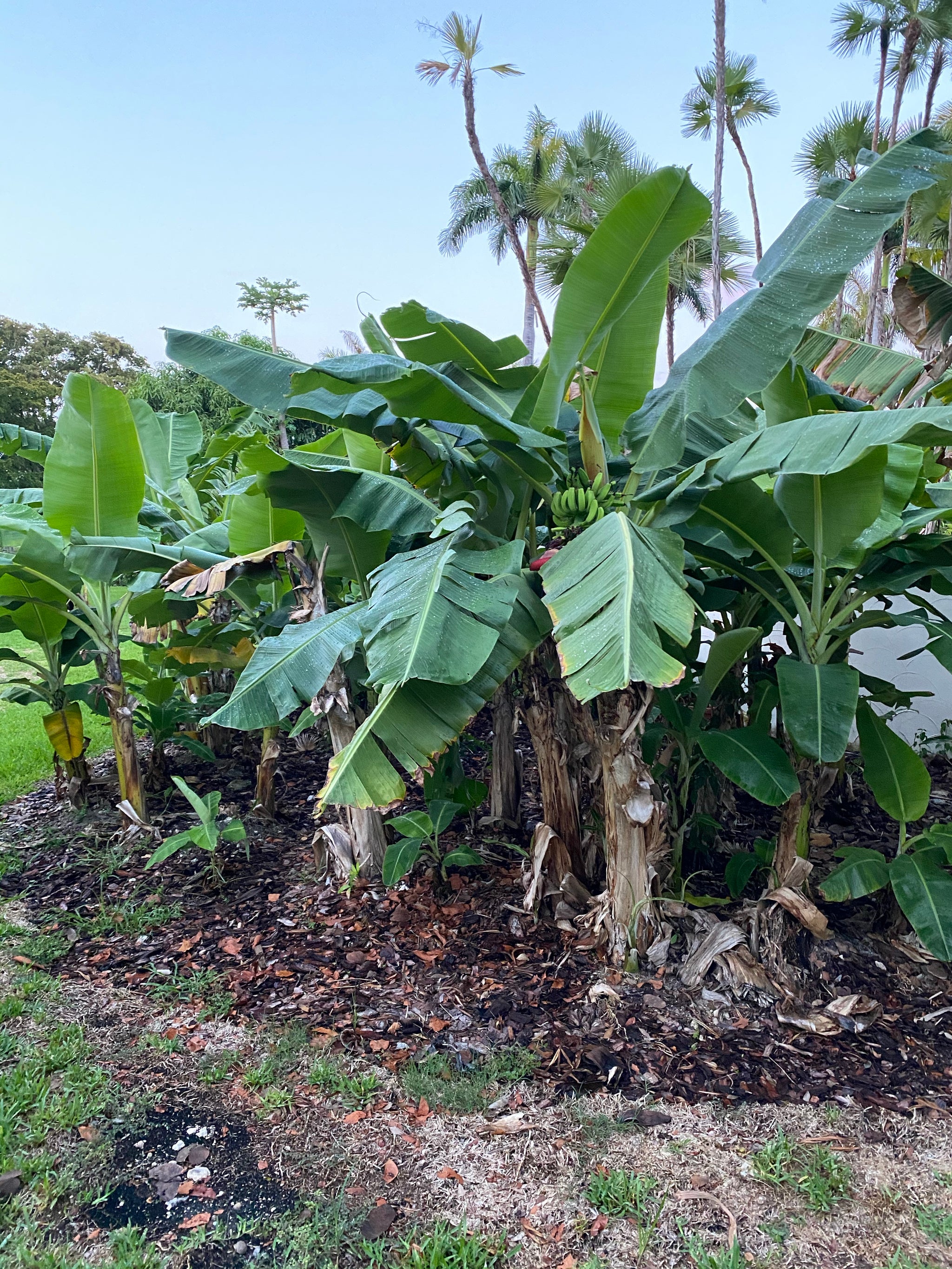 Musa Basjoo Cold Hardy Banana Fruit Tree – Eureka Farms