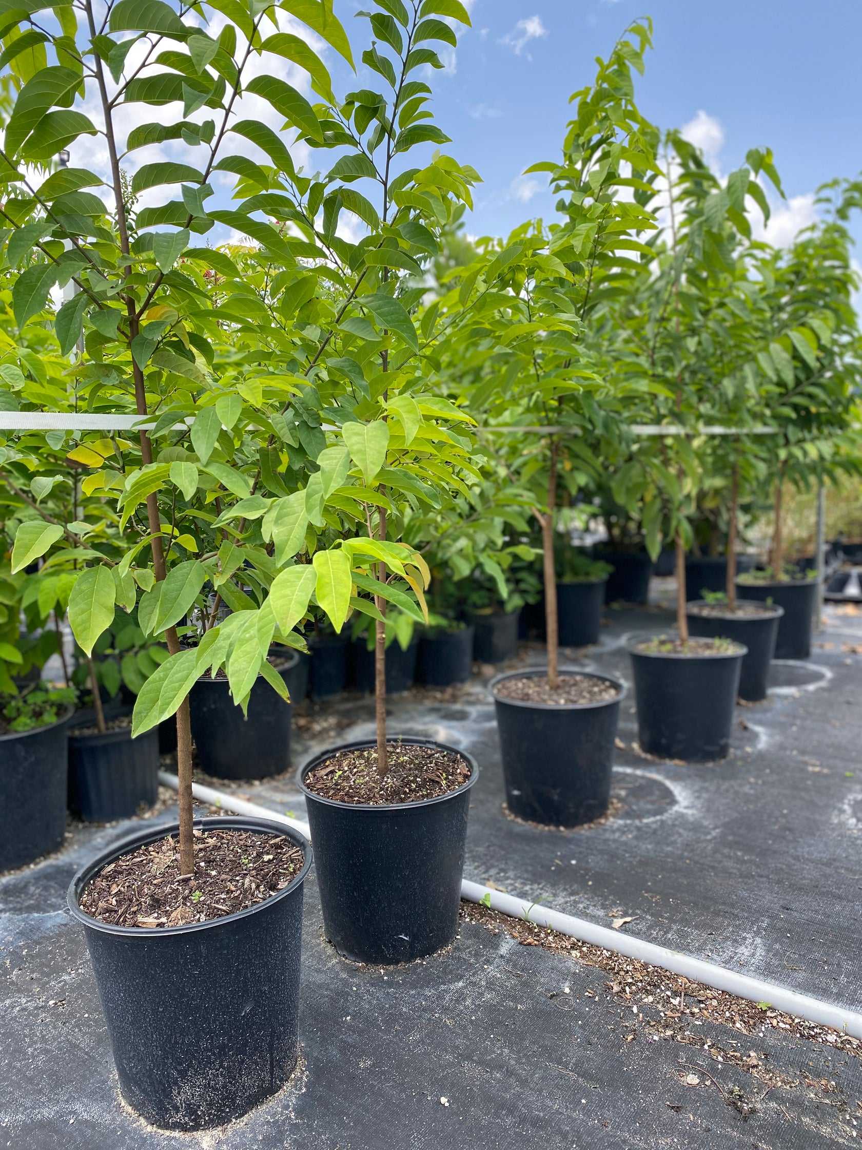 Sugar Apple Fruit Tree, Sweetsop Tree – Eureka Farms
