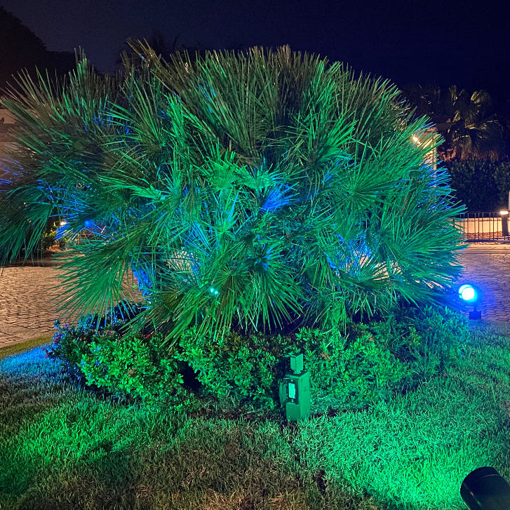 European Fan Palm Multi, Mediterranean Fan Palm |Eureka Farm – Eureka Farms