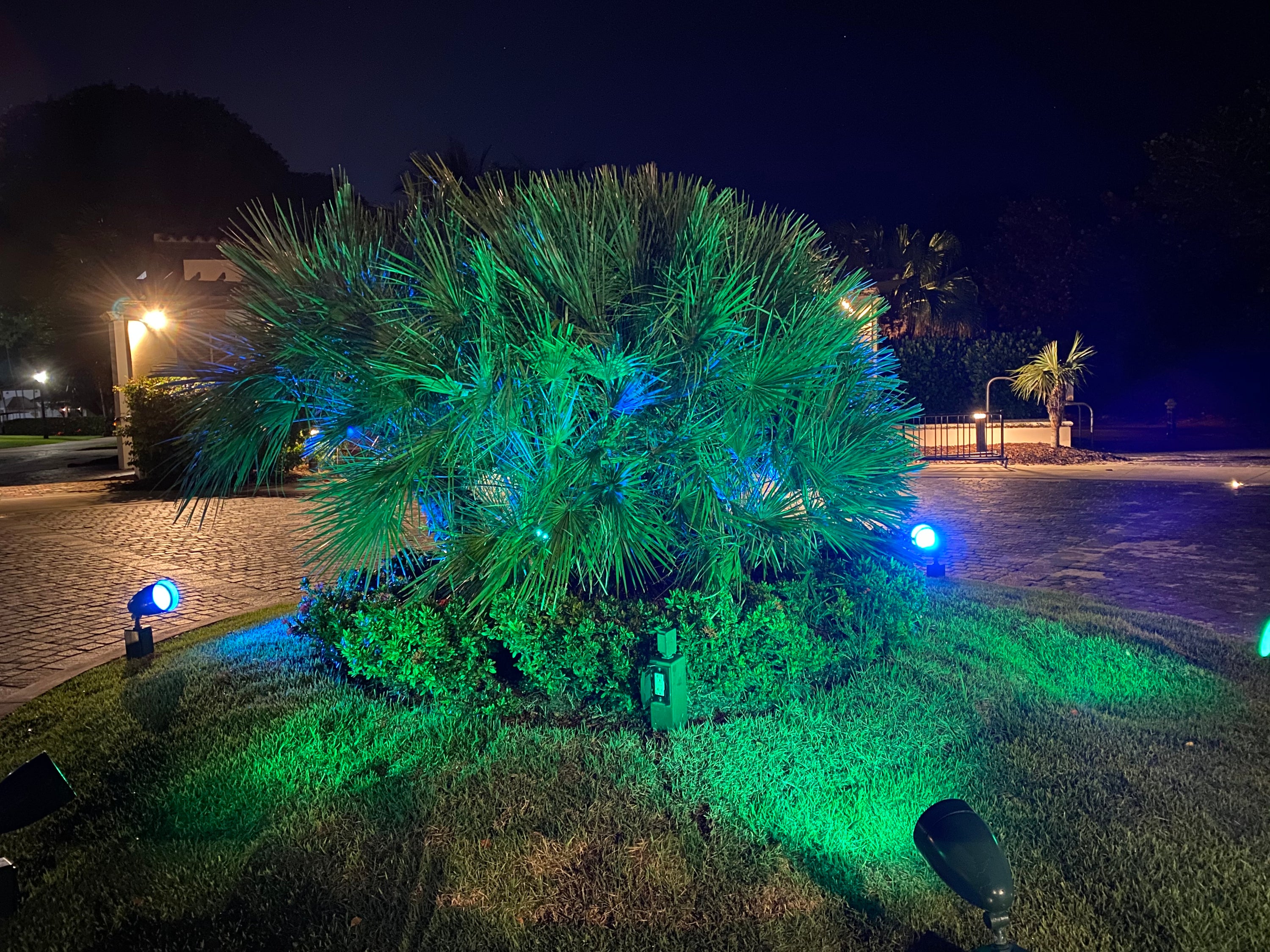 European Fan Palm Multi, Mediterranean Fan Palm |Eureka Farm – Eureka Farms