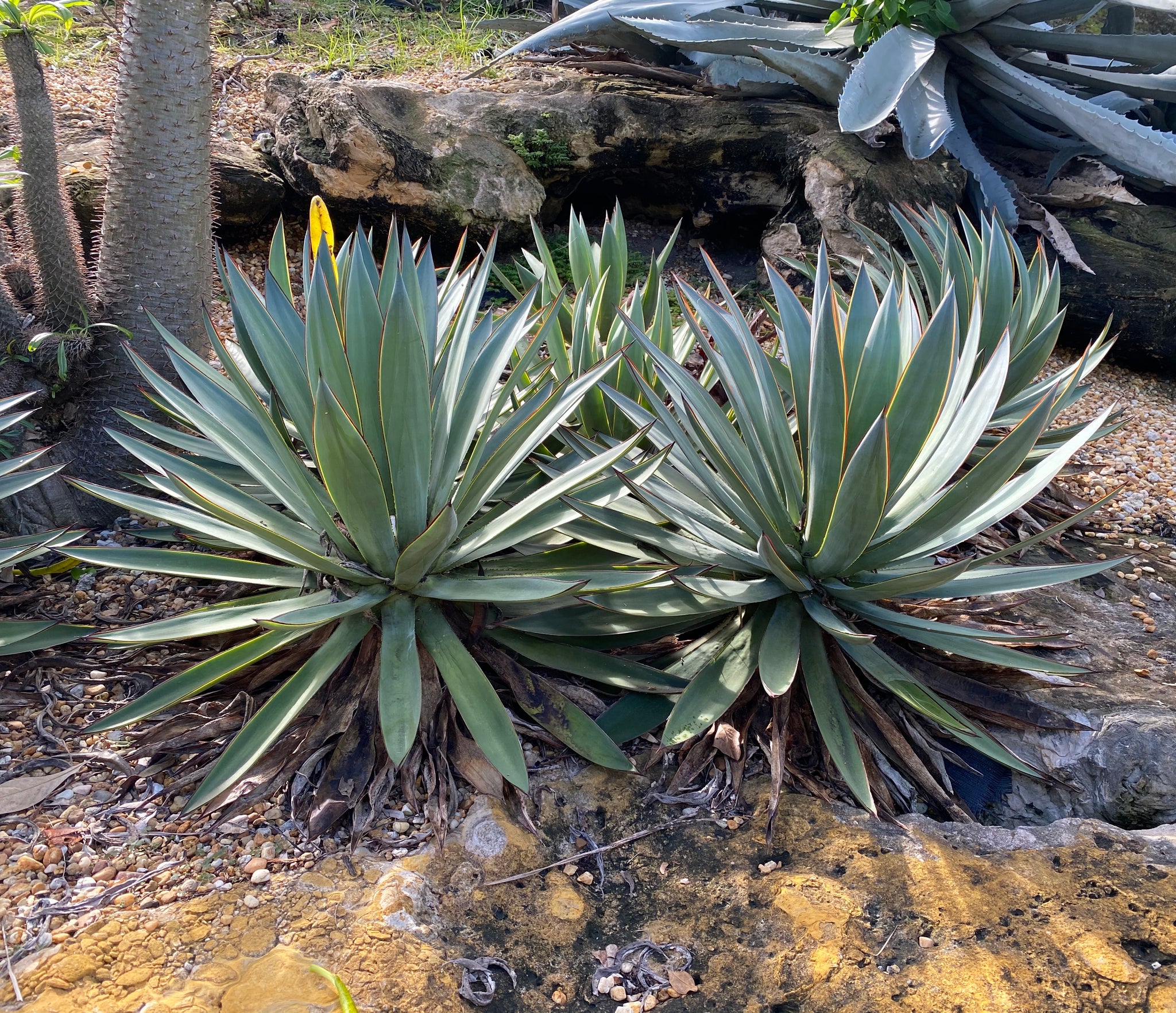 Agave Angustifolia, Caribbean Agave – Eureka Farms