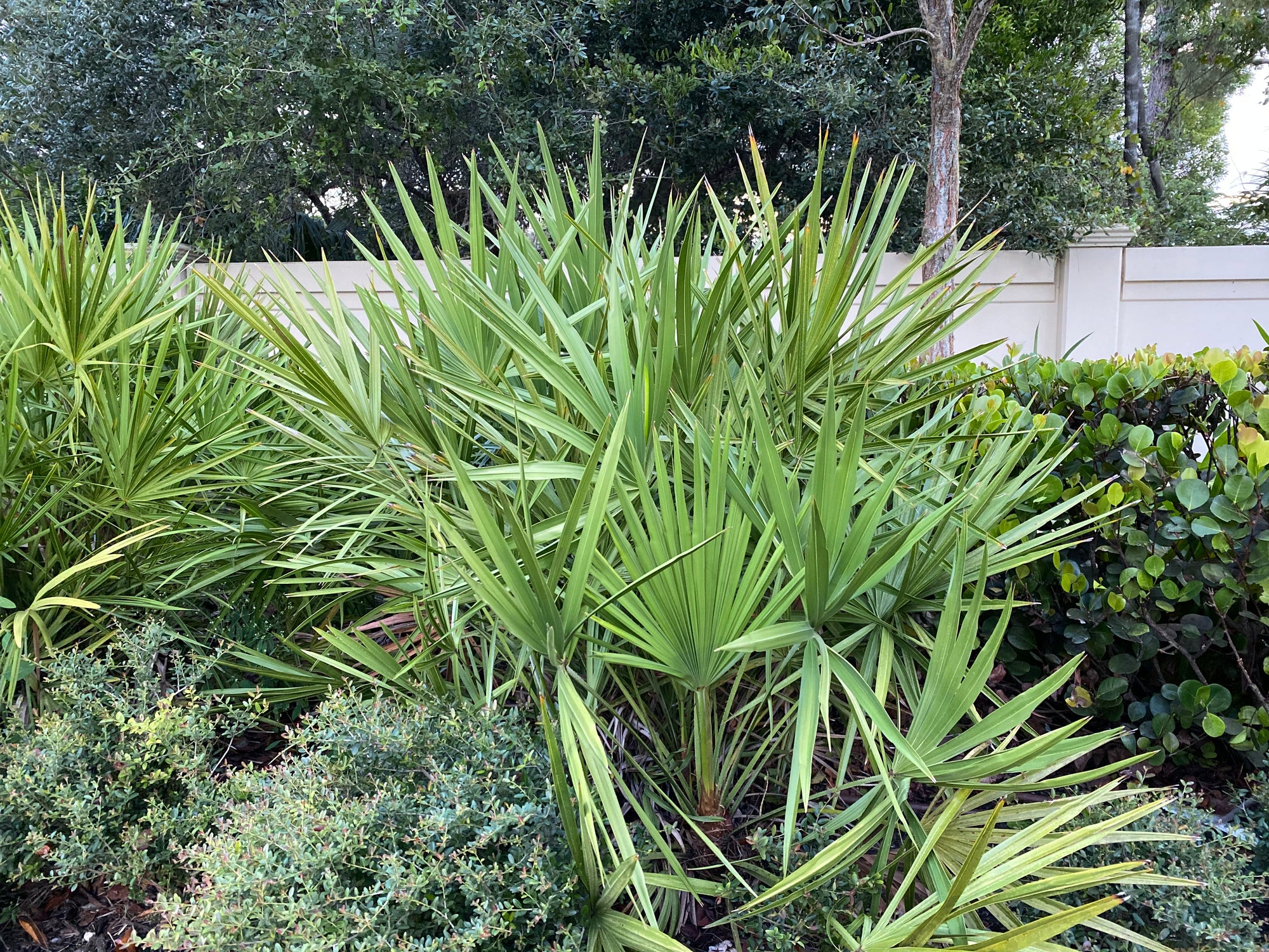 Saw Palmetto Plants for Sale - Serenoa Repens | Eureka Farms