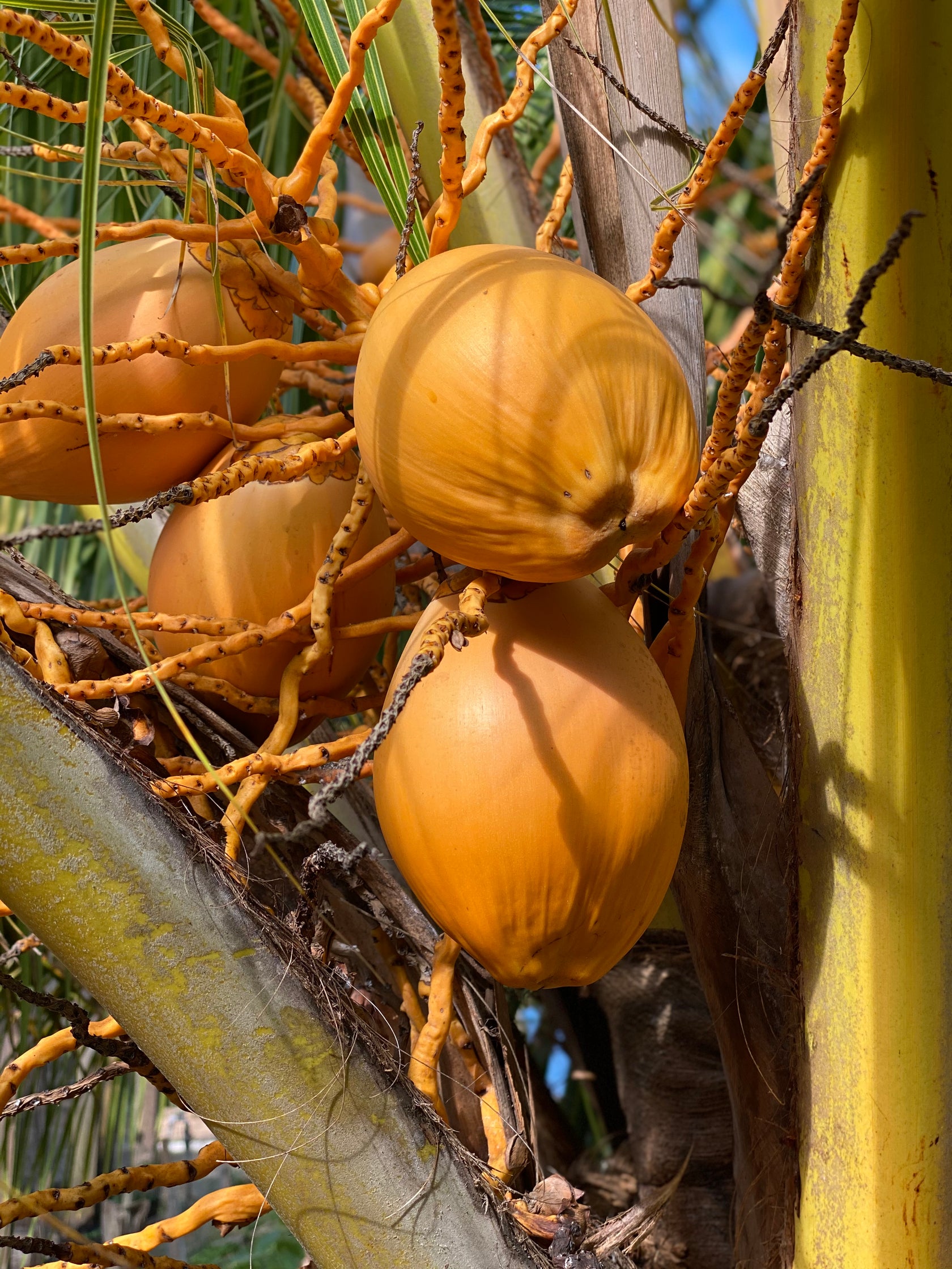 Coconut Tree Red Spicata, Exotic and Rare – Eureka Farms