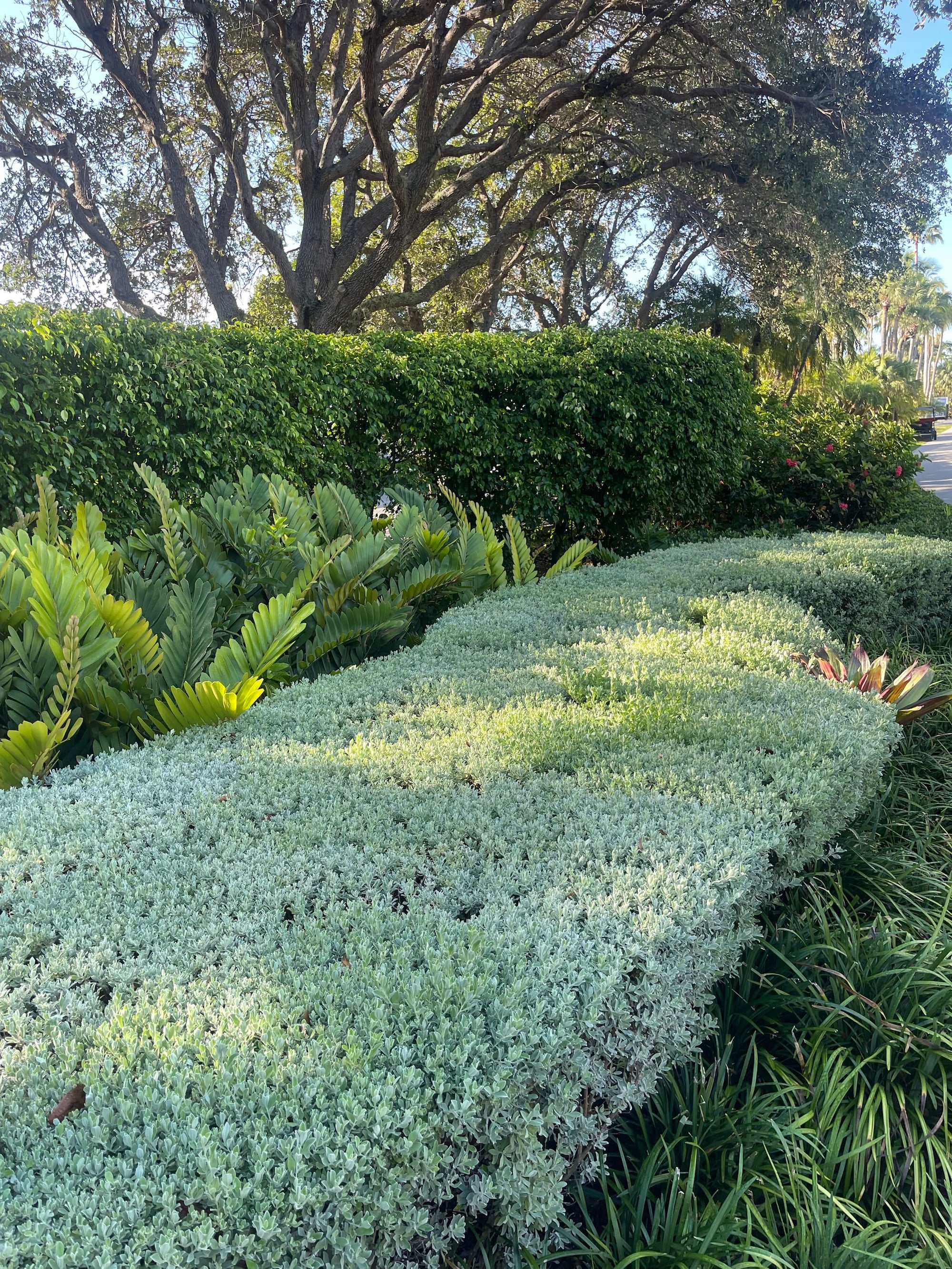 Buy Texas Sage, Silverleaf Purple Sage | Eureka Farms