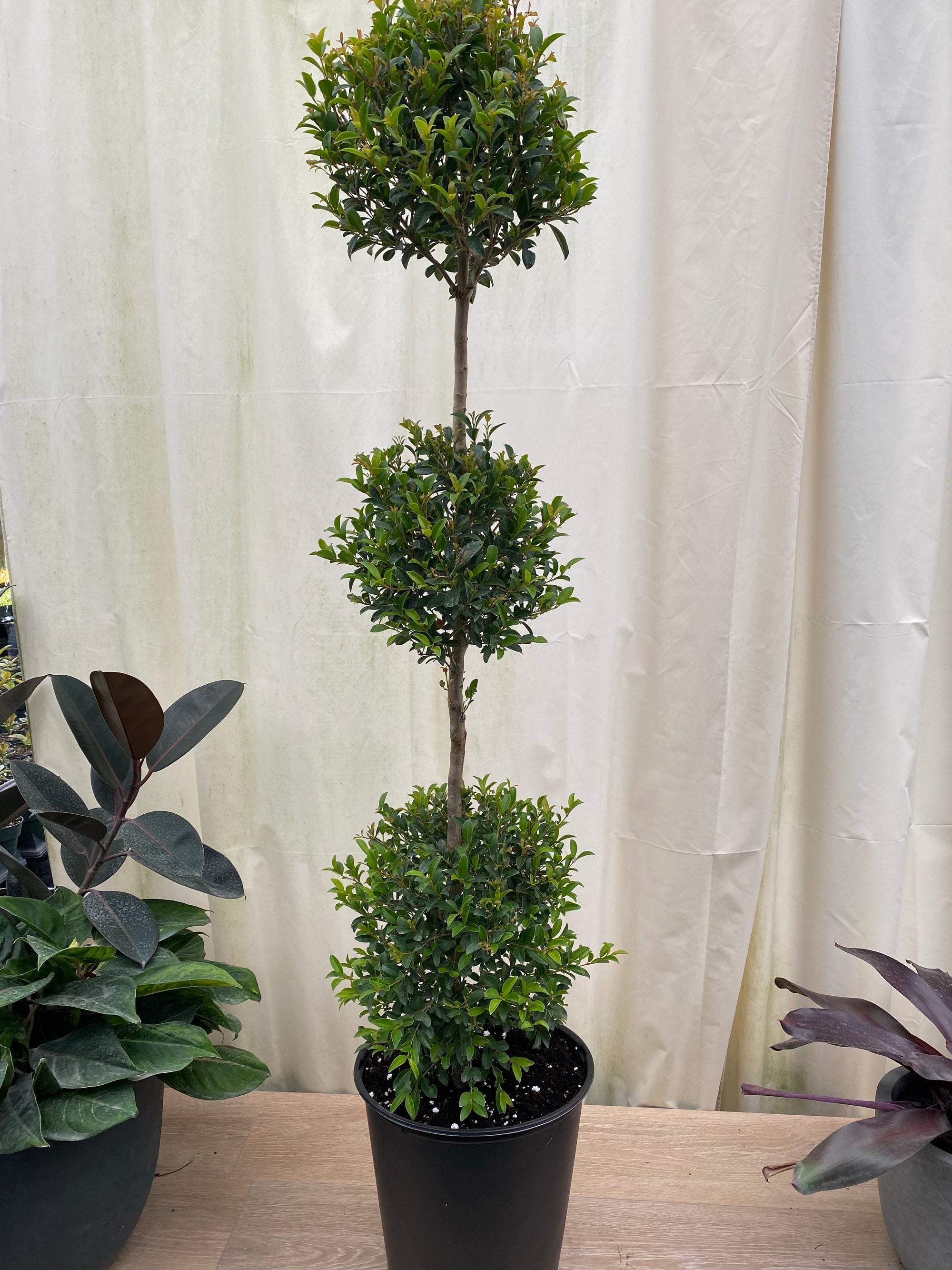Buy Topiary Eugenia 3-Ball Tree | Eureka Farms