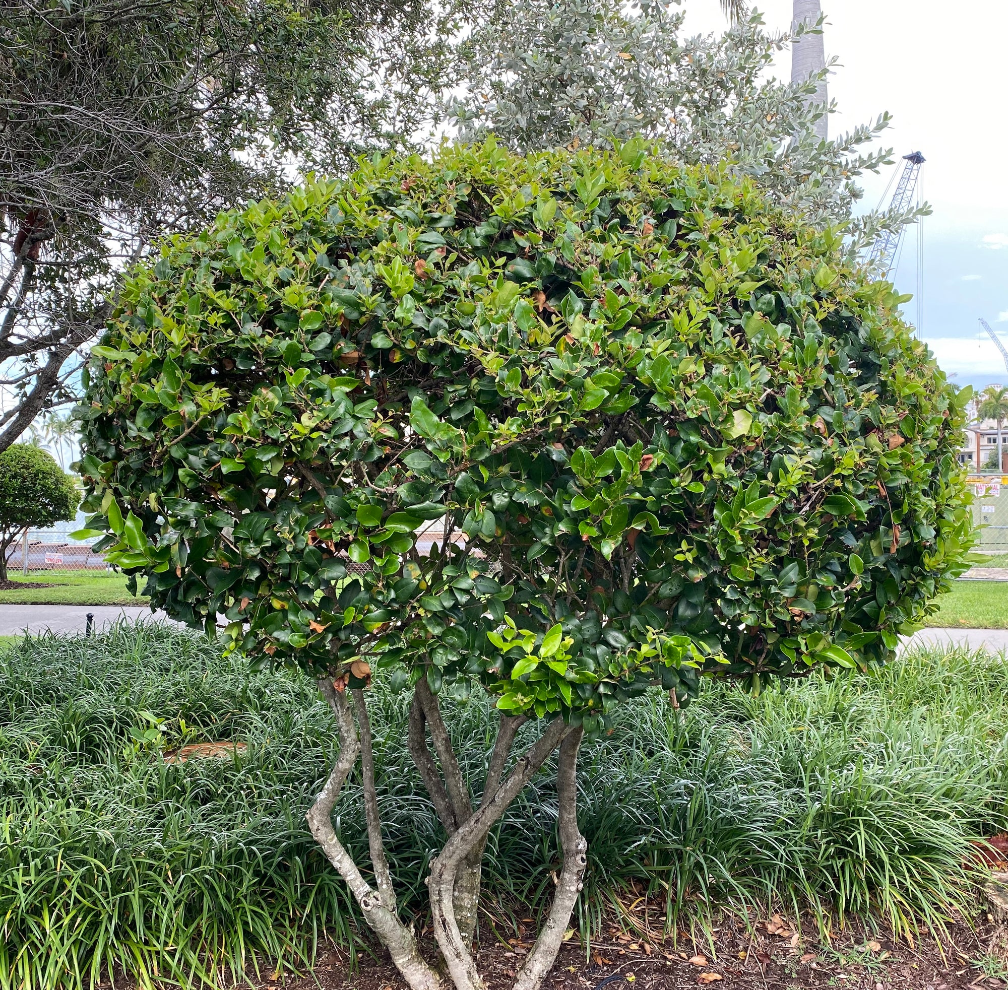 Shop Our Wavy Leaf Ligustrum Recurve | Eureka Farms