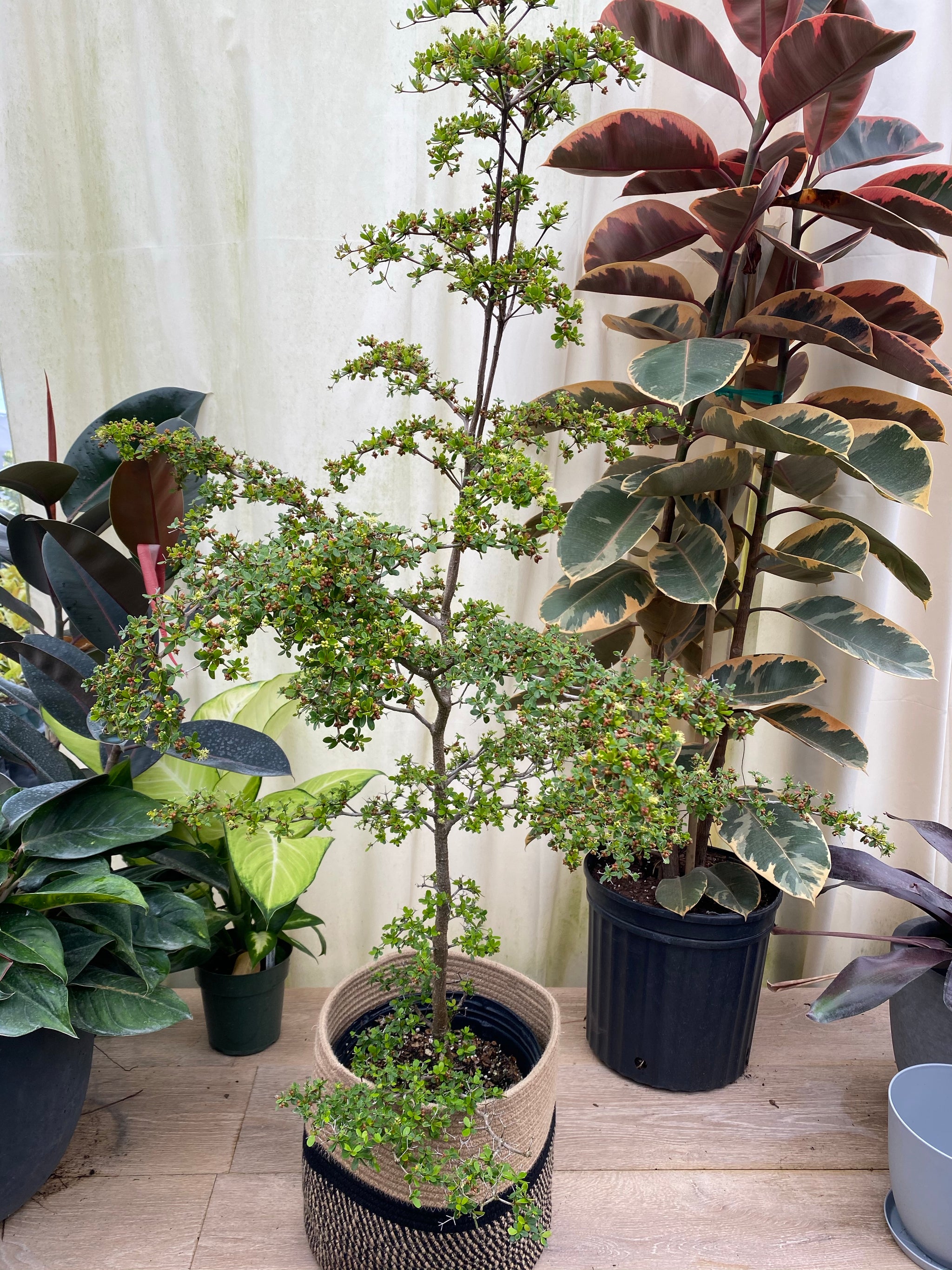 Bucida Spinosa, Spiny Black Olive#N#– Eureka Farms