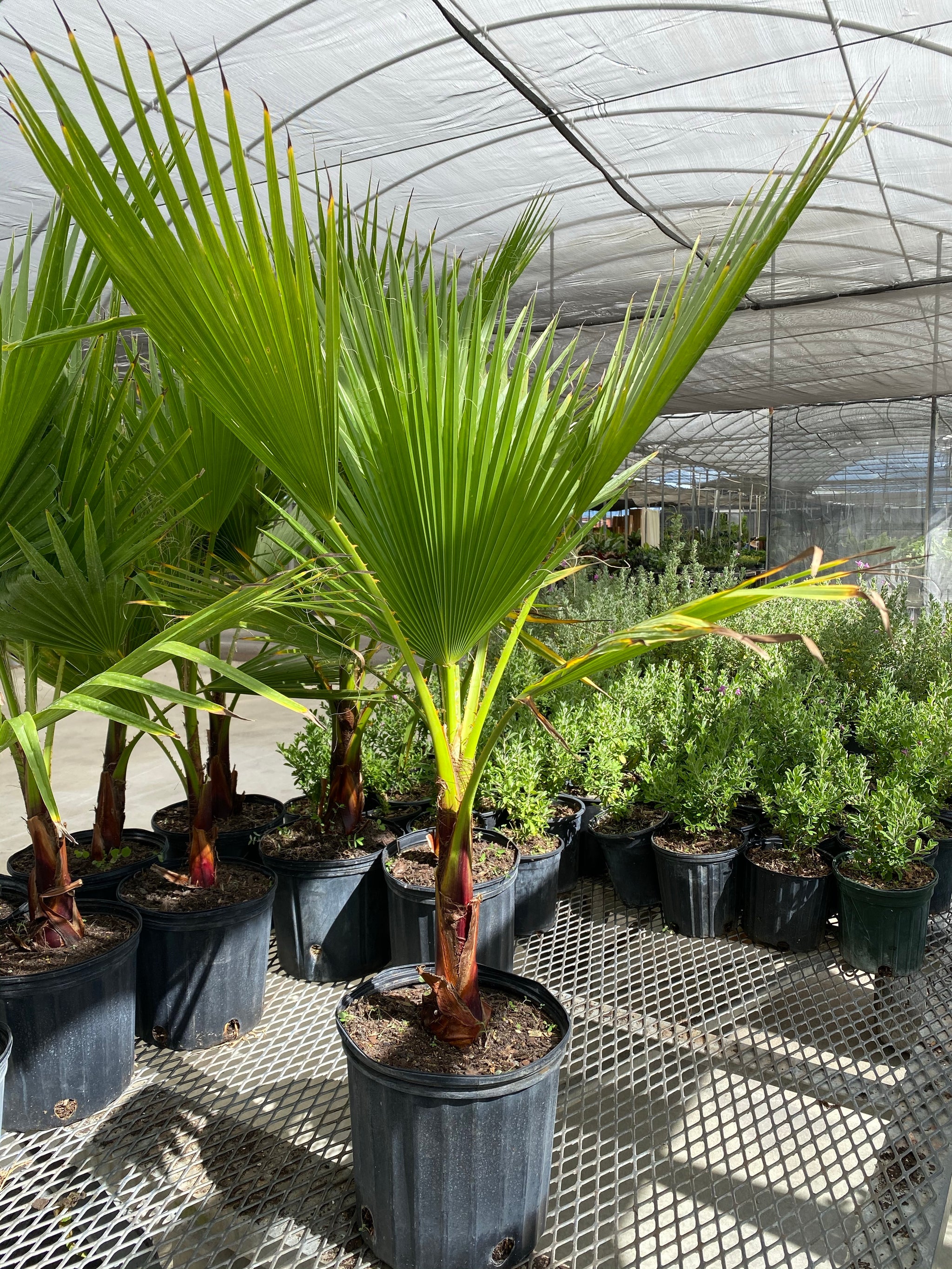 Washington Palm, Mexican Fan Palm Tree – Eureka Farms