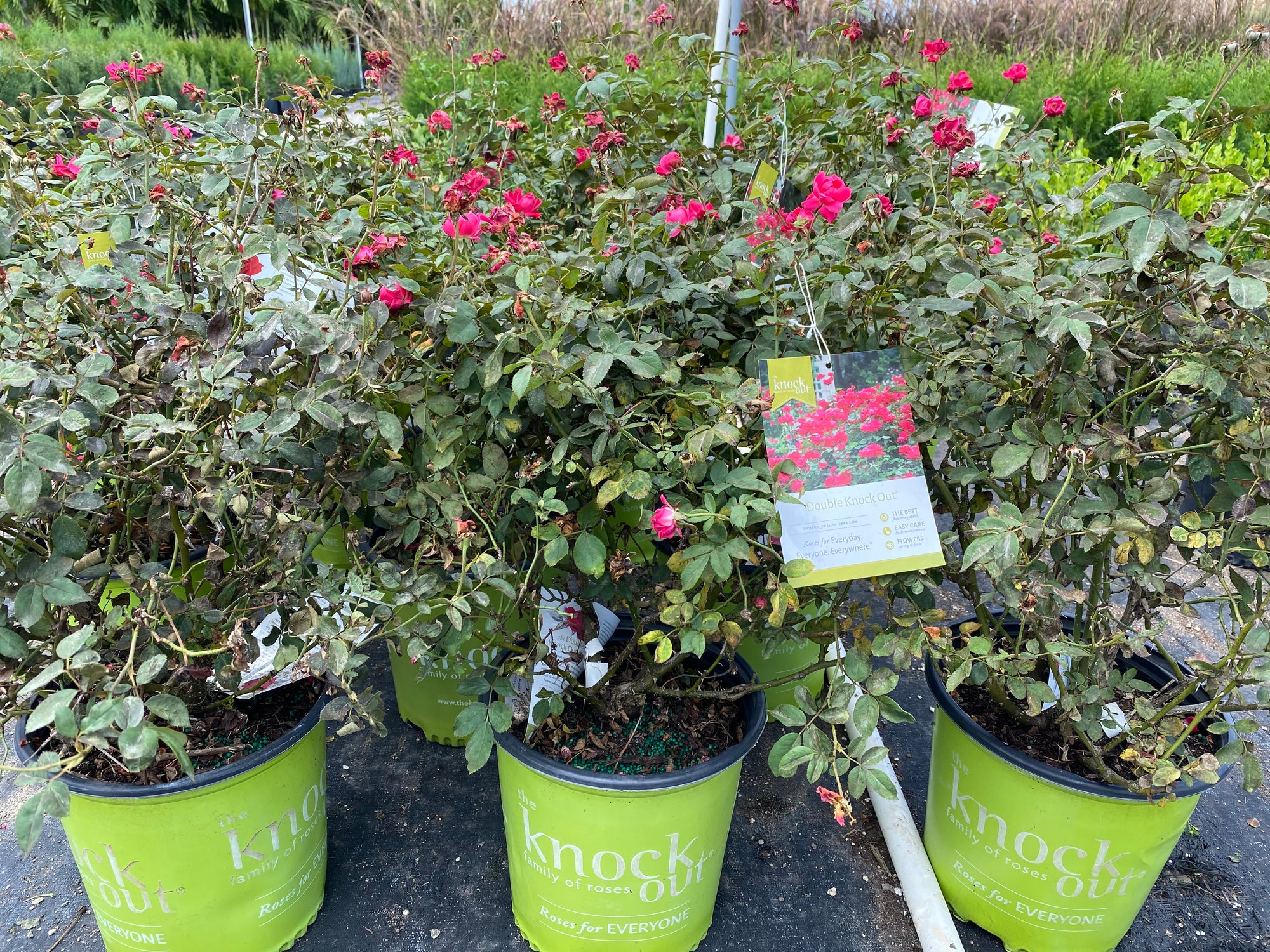 Buy Knock Out Rose Double Red | Eureka Farms
